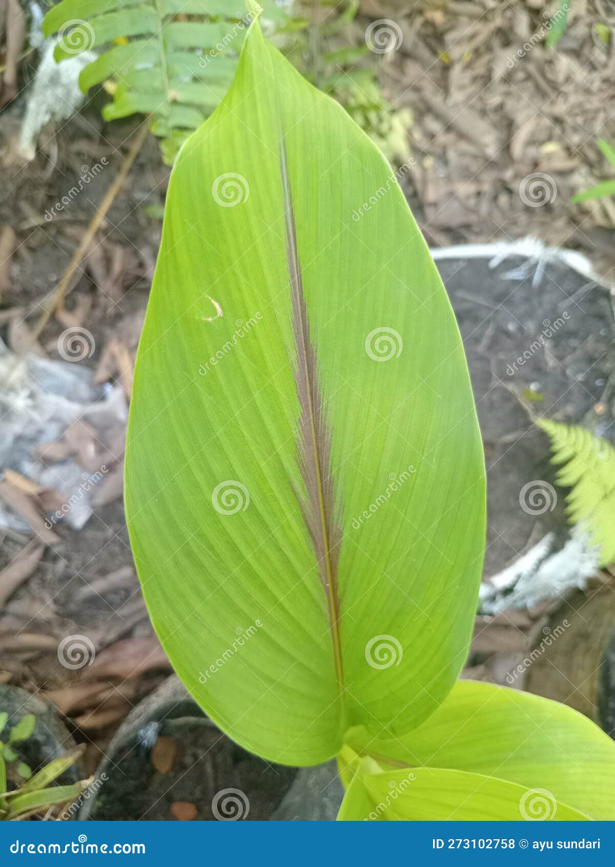 Turmeric Leaves Royalty-Free Stock Photography | CartoonDealer.com ...