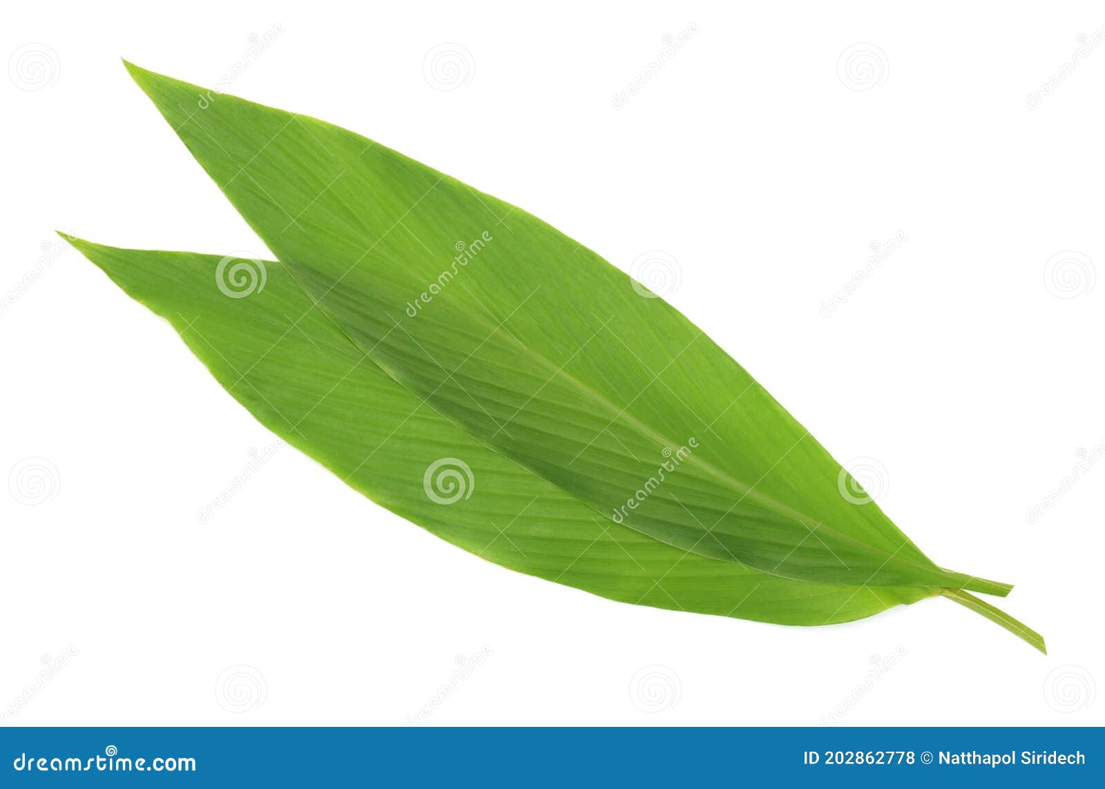 Turmeric Leaves (curcumin) Isolated on a White Background Slender ...