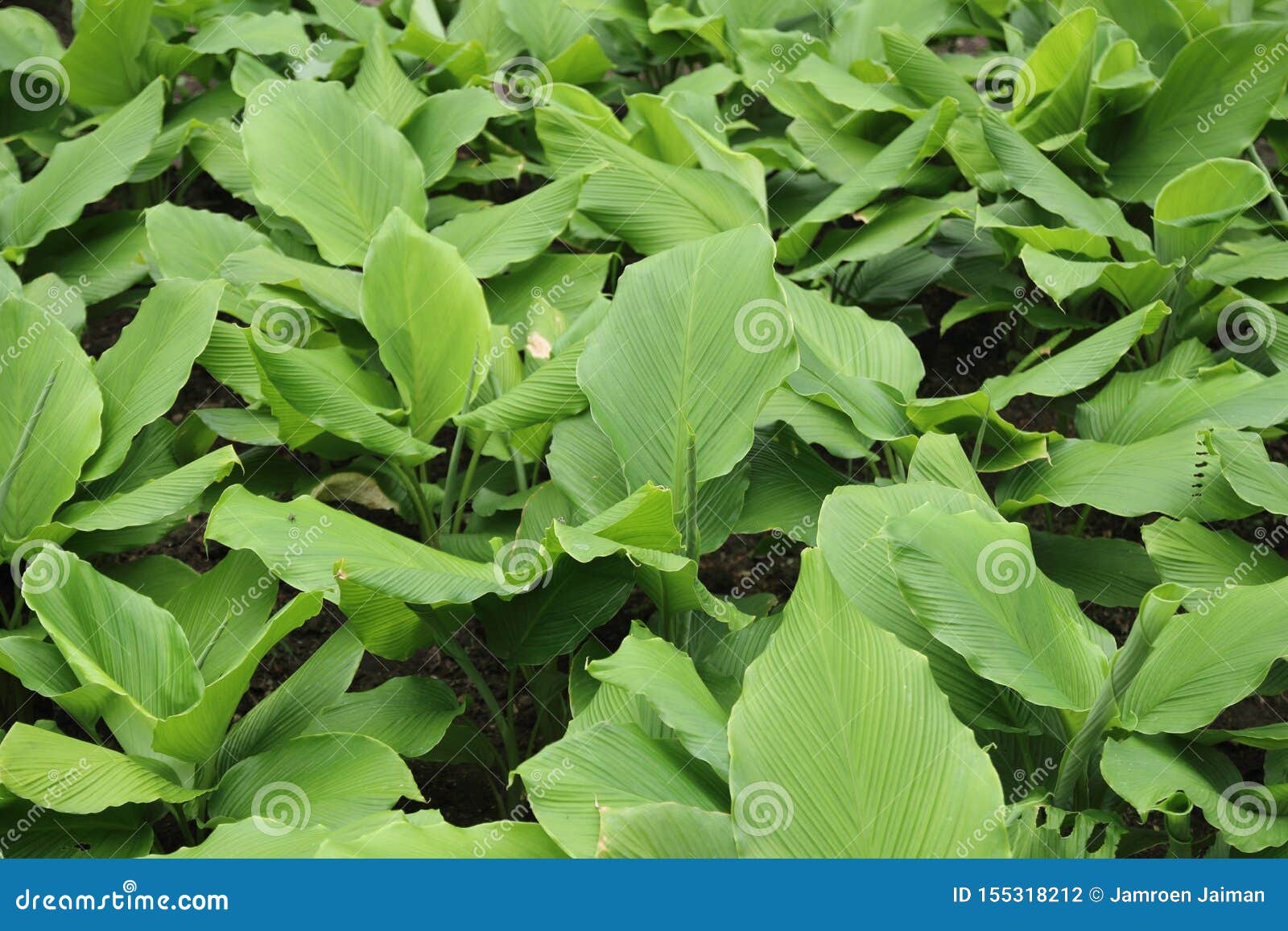 Turmeric Leaves Grown on the Farm Stock Photo - Image of closeup, plant ...