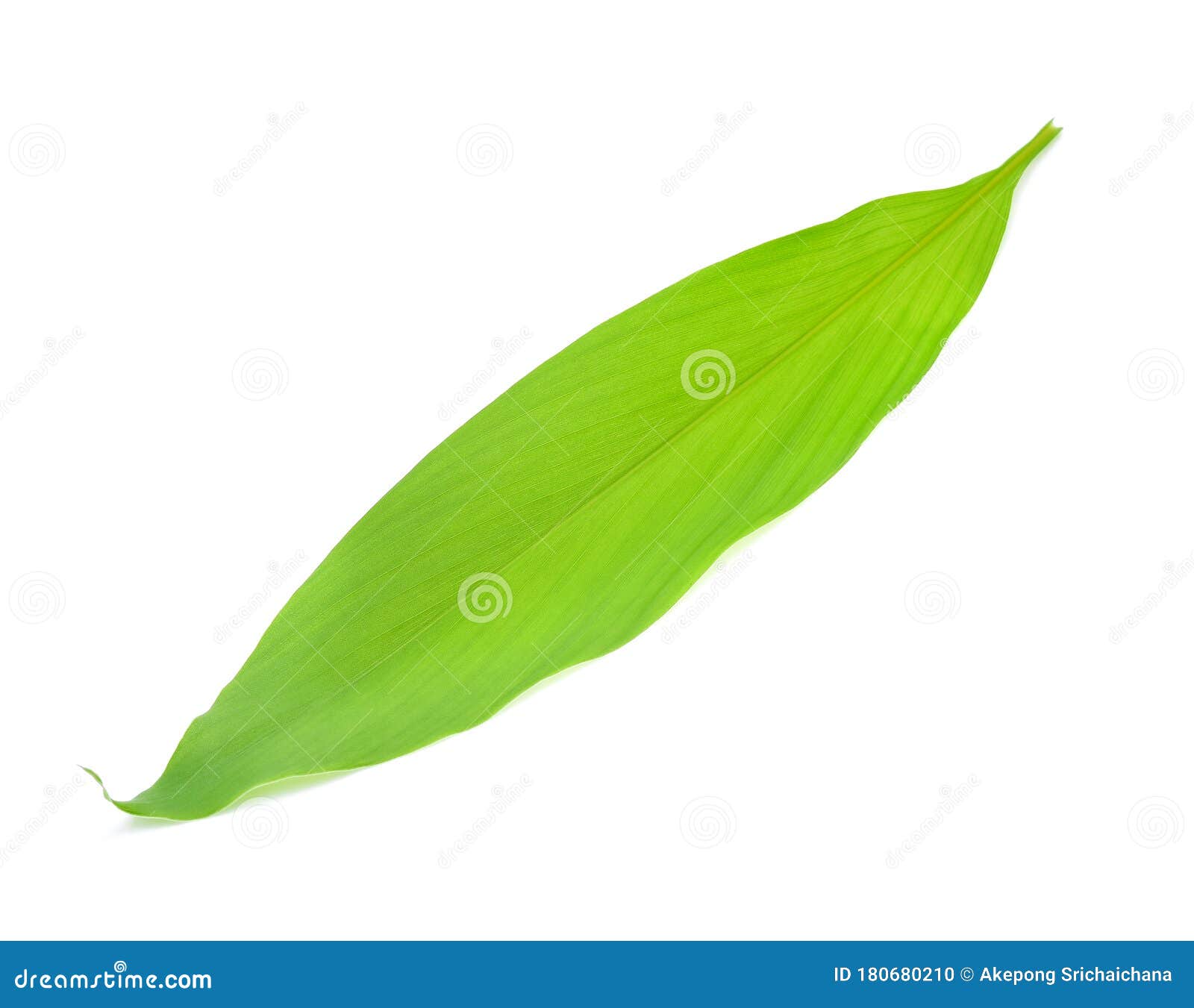 Turmeric Leaves (curcumin) Isolated On A White Background Clipping Path ...
