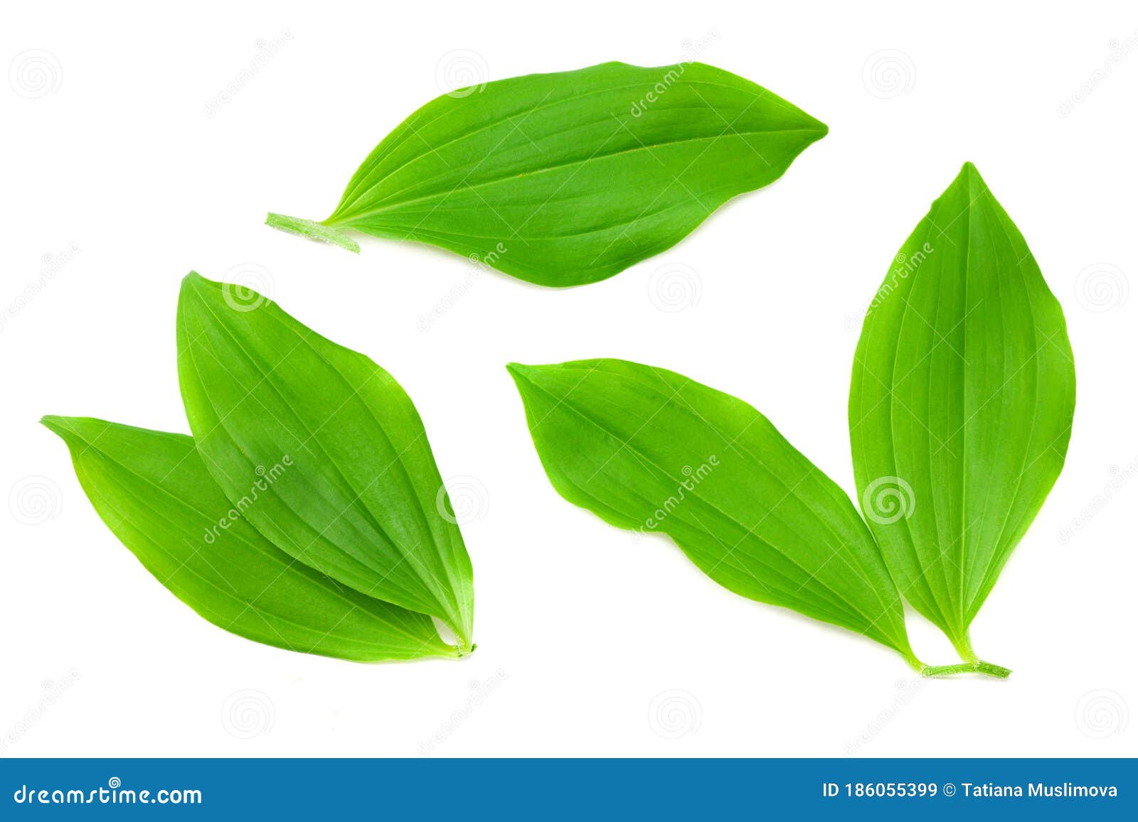 Turmeric Leaves Isolated On A White Background Stock Photography ...
