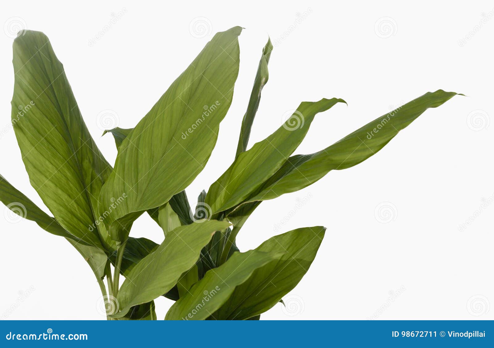 Set Of Turmeric Leaves Isolated On White Background Stock Image ...