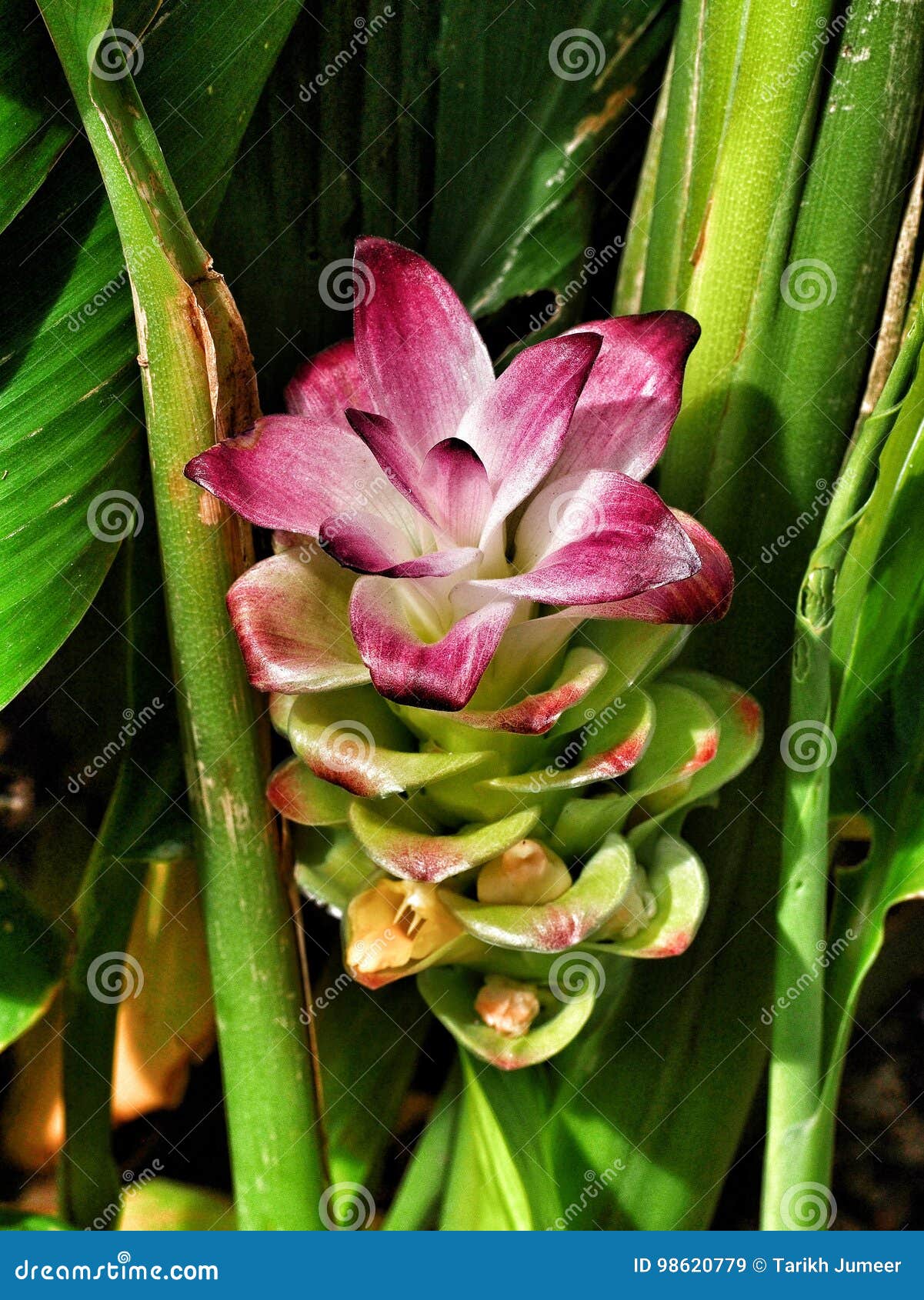 Turmeric plant flower stock image. Image of curcuma, exotic - 98620779