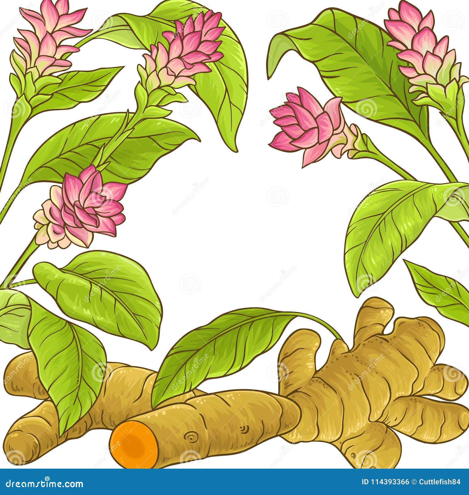 Turmeric Plant Vector Frame Stock Vector - Illustration of alternative ...
