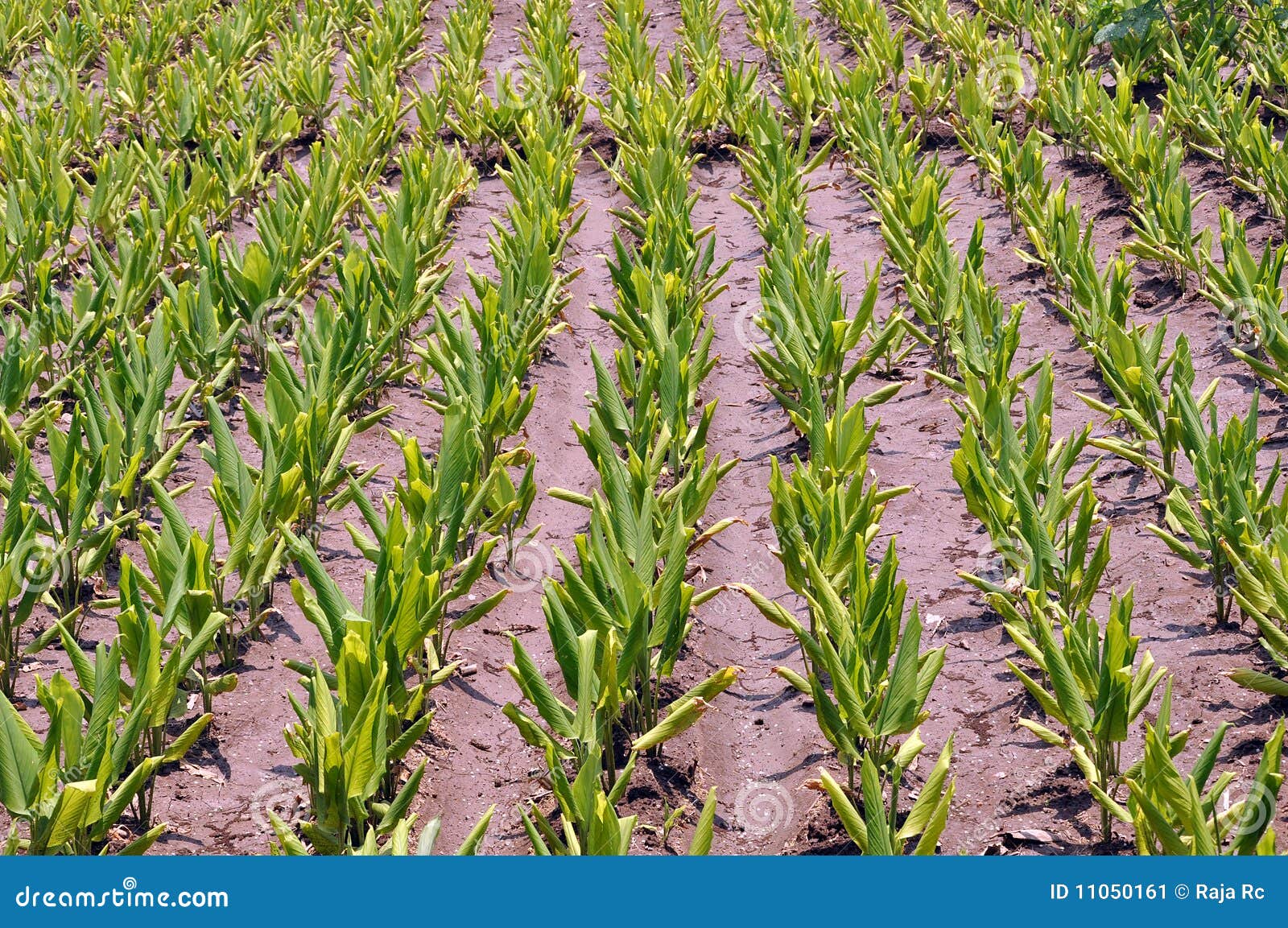 Turmeric plants stock image. Image of produce, agriculture - 11050161