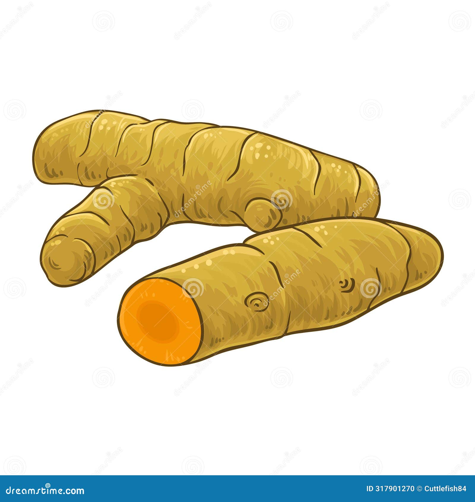 Turmeric Root Colored Detailed Illustration. Stock Vector ...