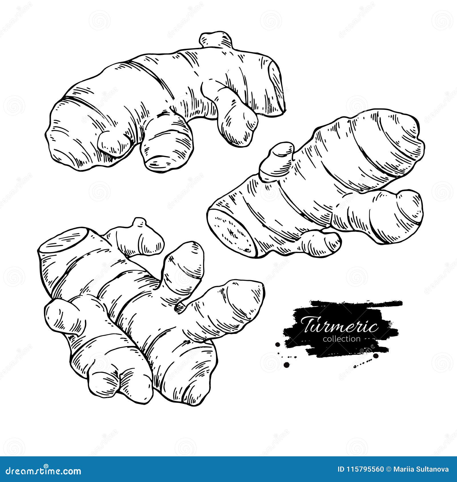Turmeric Root Vector Hand Drawn Illustration. Curcuma Sketch Stock ... Turmeric Root Vector Hand Drawn Illustration. Curcuma Sketch Stock ...