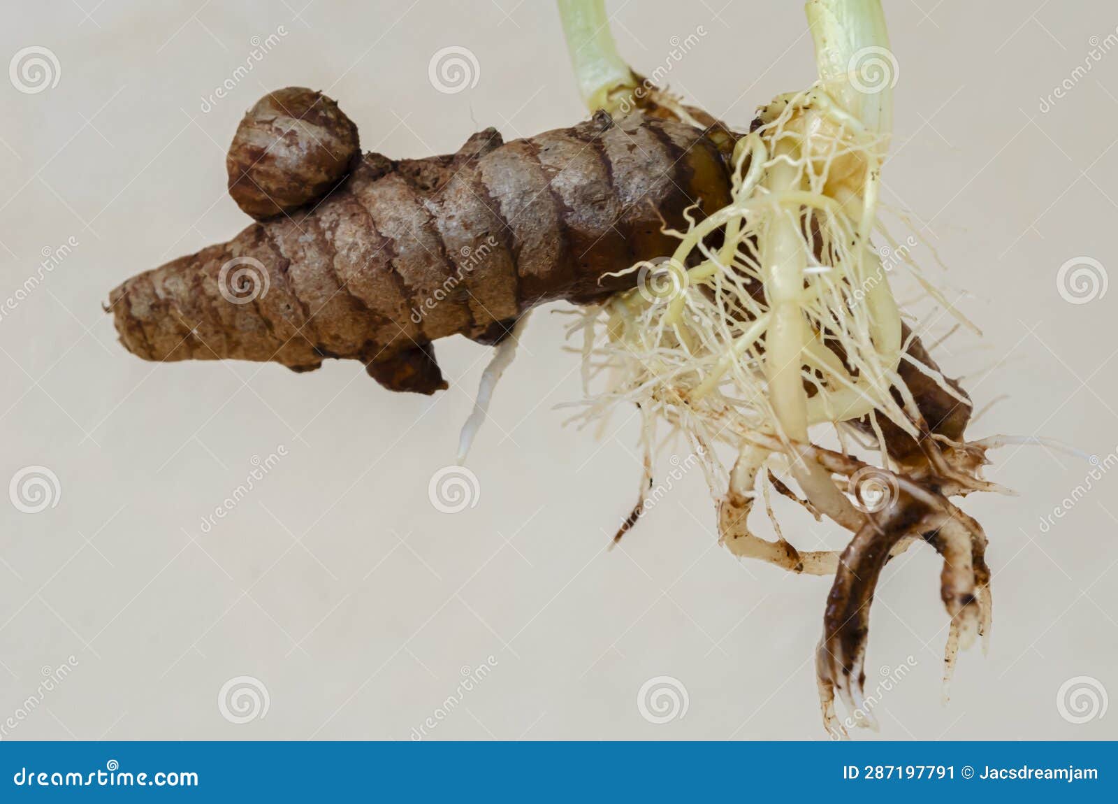Turmeric Roots stock image. Image of growing, closeups - 287197791