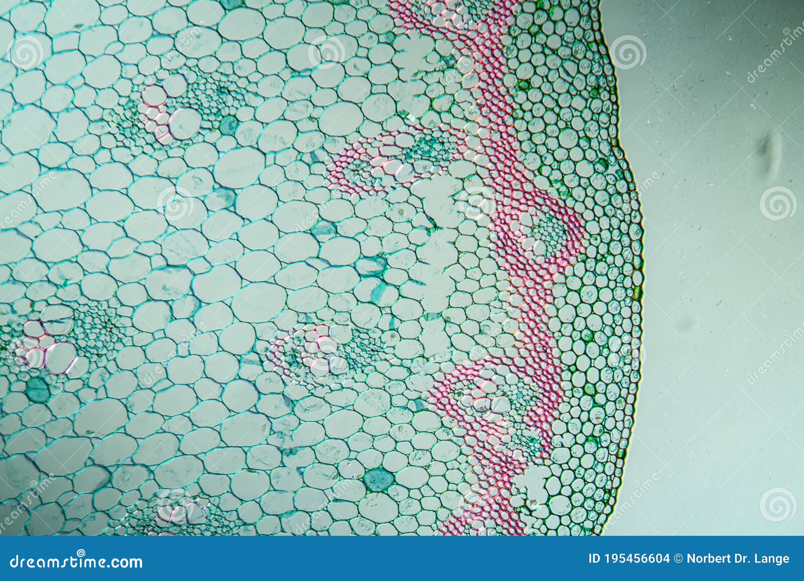 Turmeric with Stem in Cross Section Stock Photo - Image of cells, thin ...