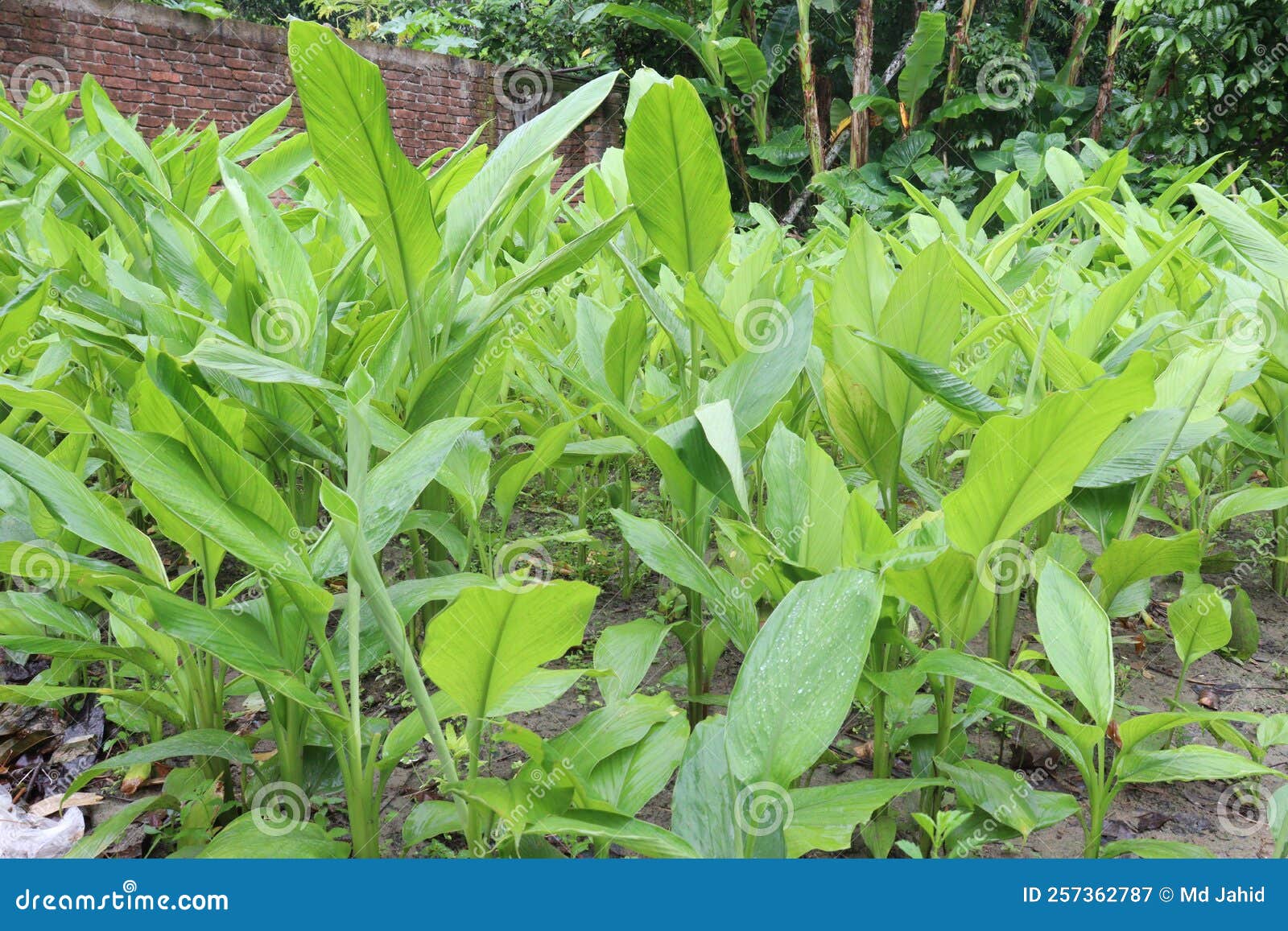 Turmeric Tree Farm for Spice Harvest Stock Image - Image of dirtied ...