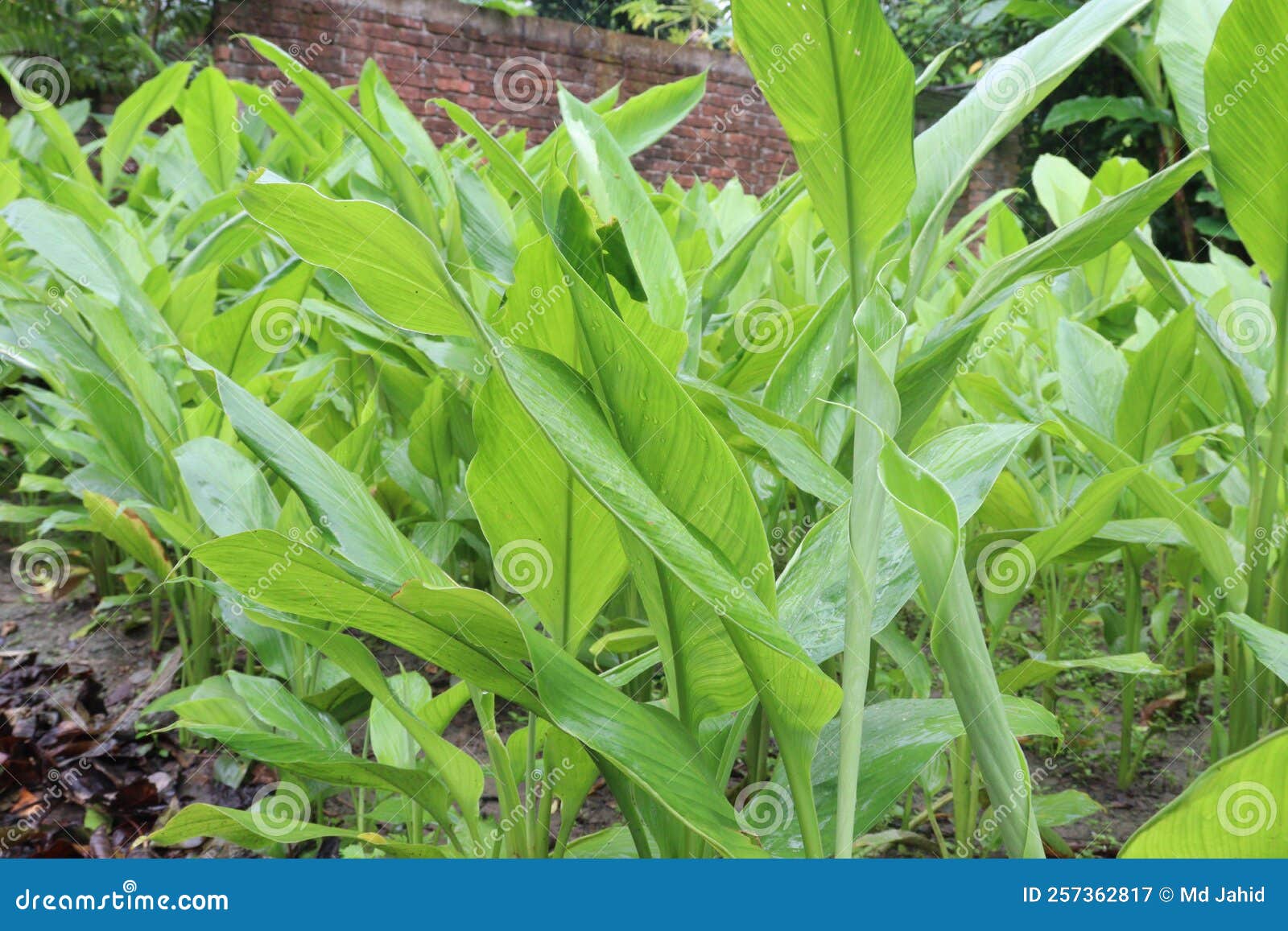 Turmeric Tree Farm for Spice Harvest Stock Image - Image of growing ...