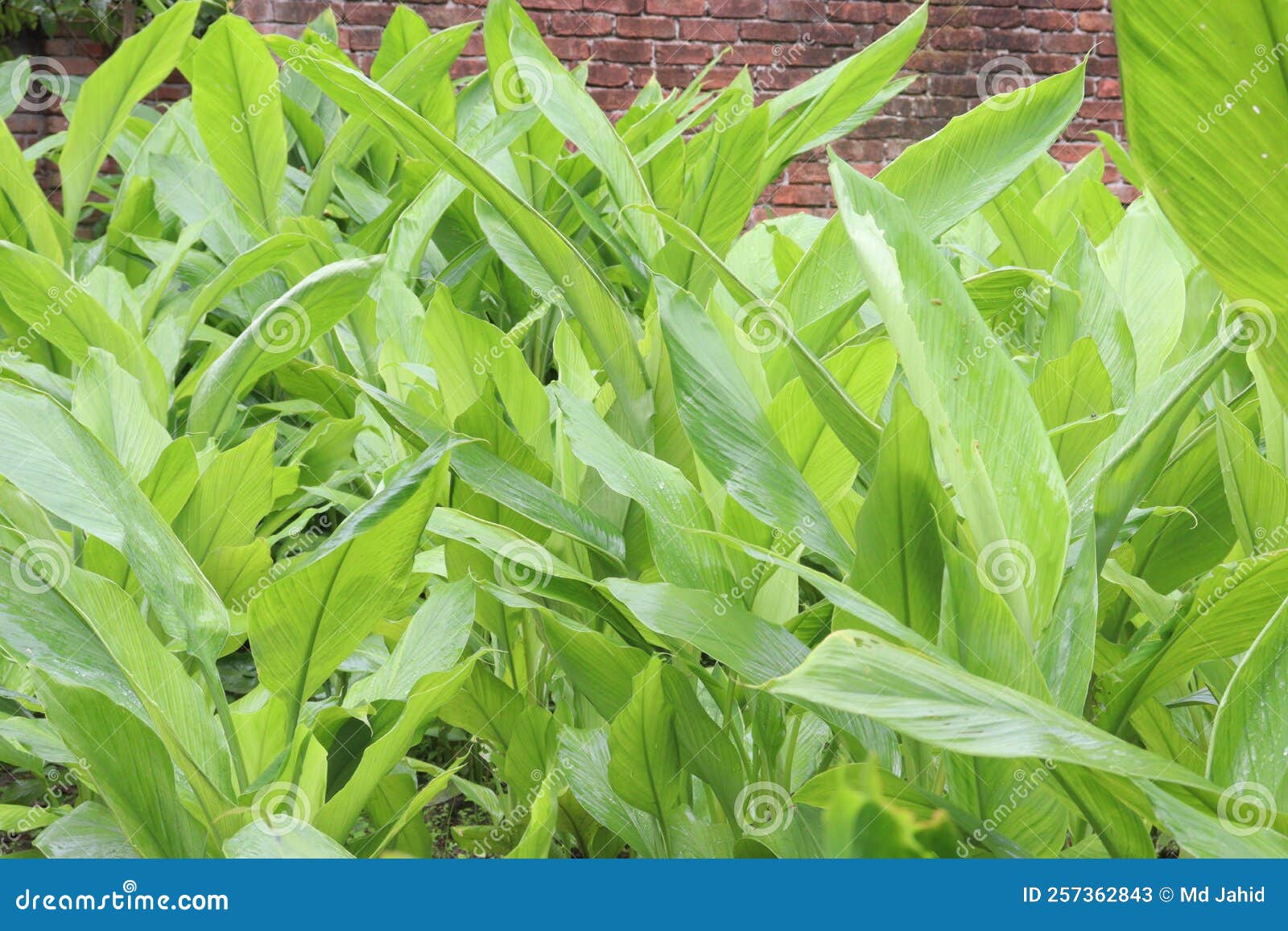 Turmeric Tree Farm for Spice Harvest Stock Image - Image of food ...