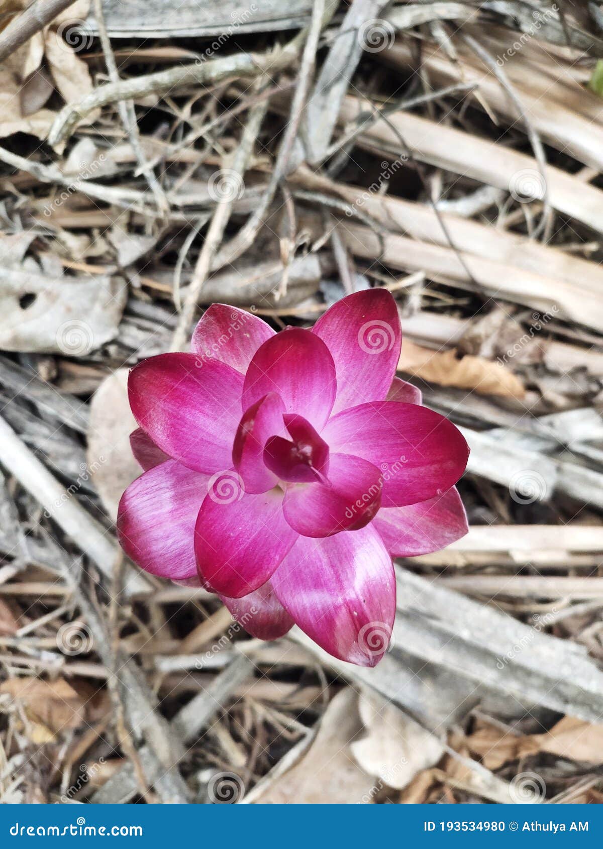 Turmuric Plant Flower, Rare Image, Beautiful Stock Photo - Image of ...