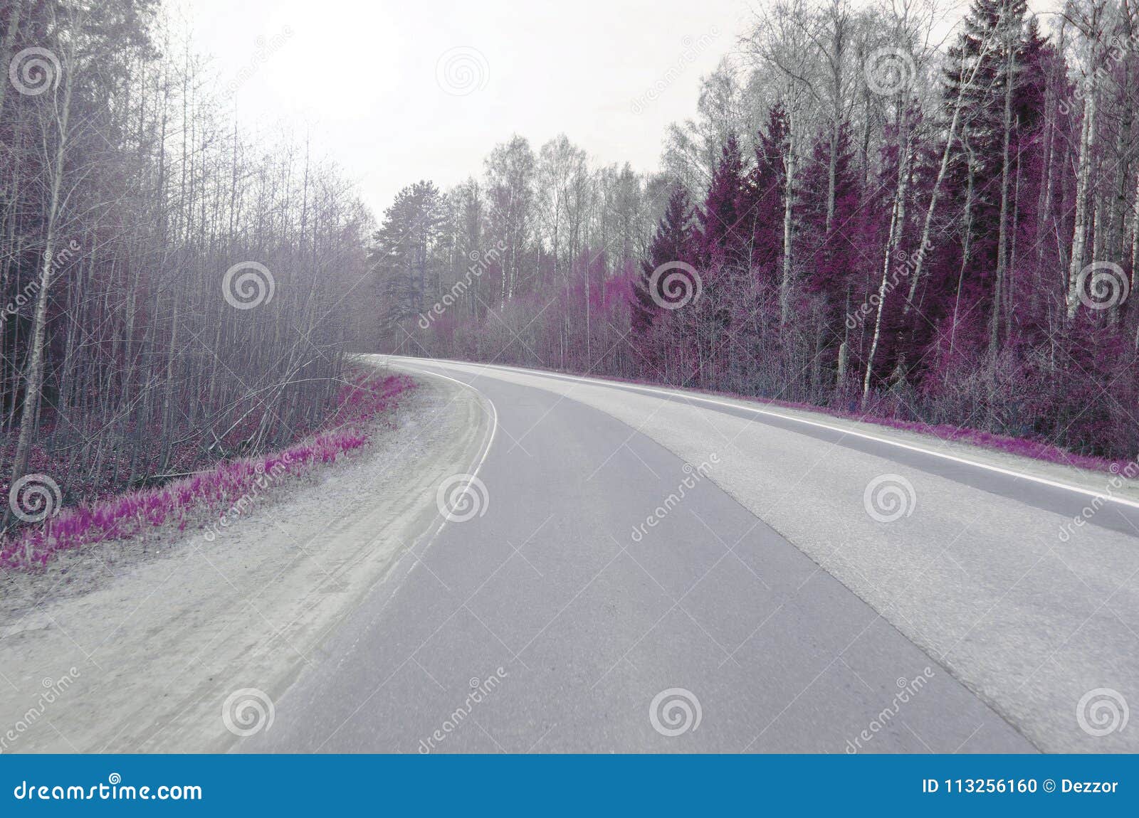 Turn on an Asphalt Road in the Forest, in the Ultraviolet Range. Stock ...