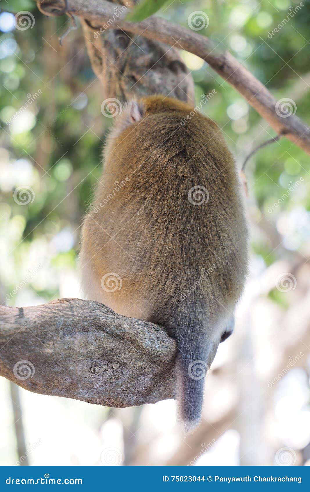 Turn Back Monkey on the Tree Stock Photo - Image of funny, back: 75023044