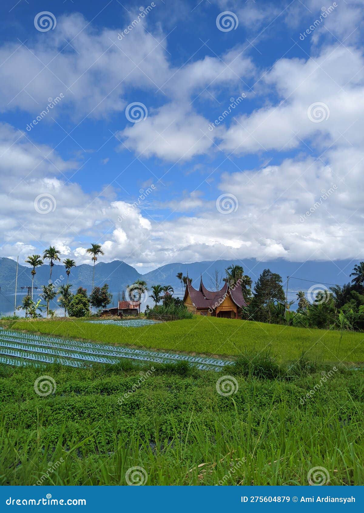 TURN 44 LAKE MANINJAU stock image. Image of grass, nature - 275604879
