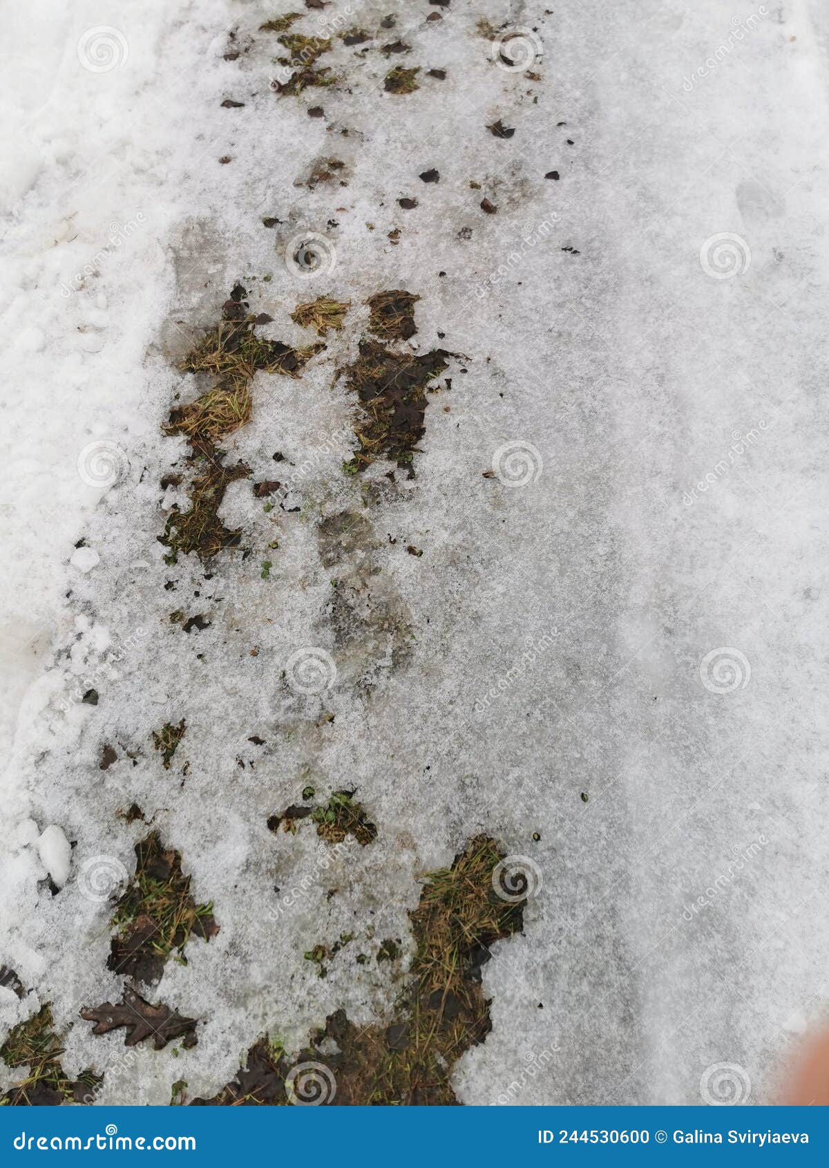 Turn of the Path Cleared of Snow, There are Snowdrifts on the Sides of ...