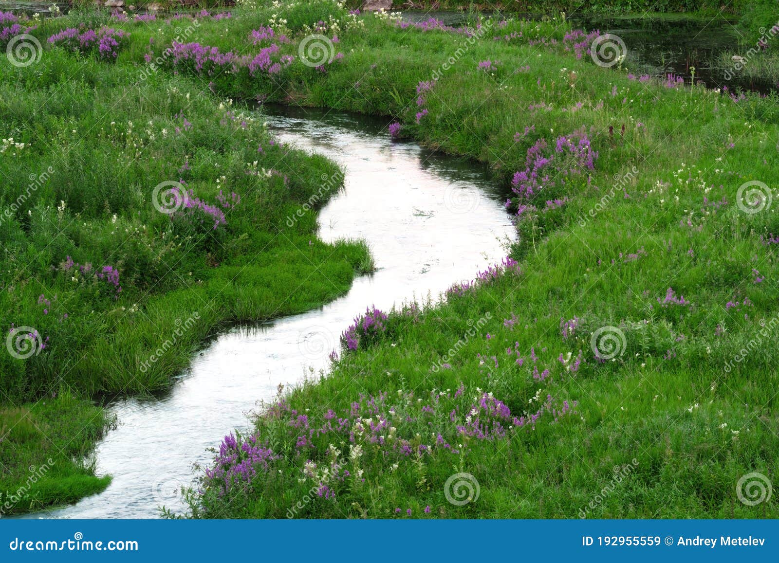 Turn the River Running in the Field, Green Grass Growing on Both Sides ...