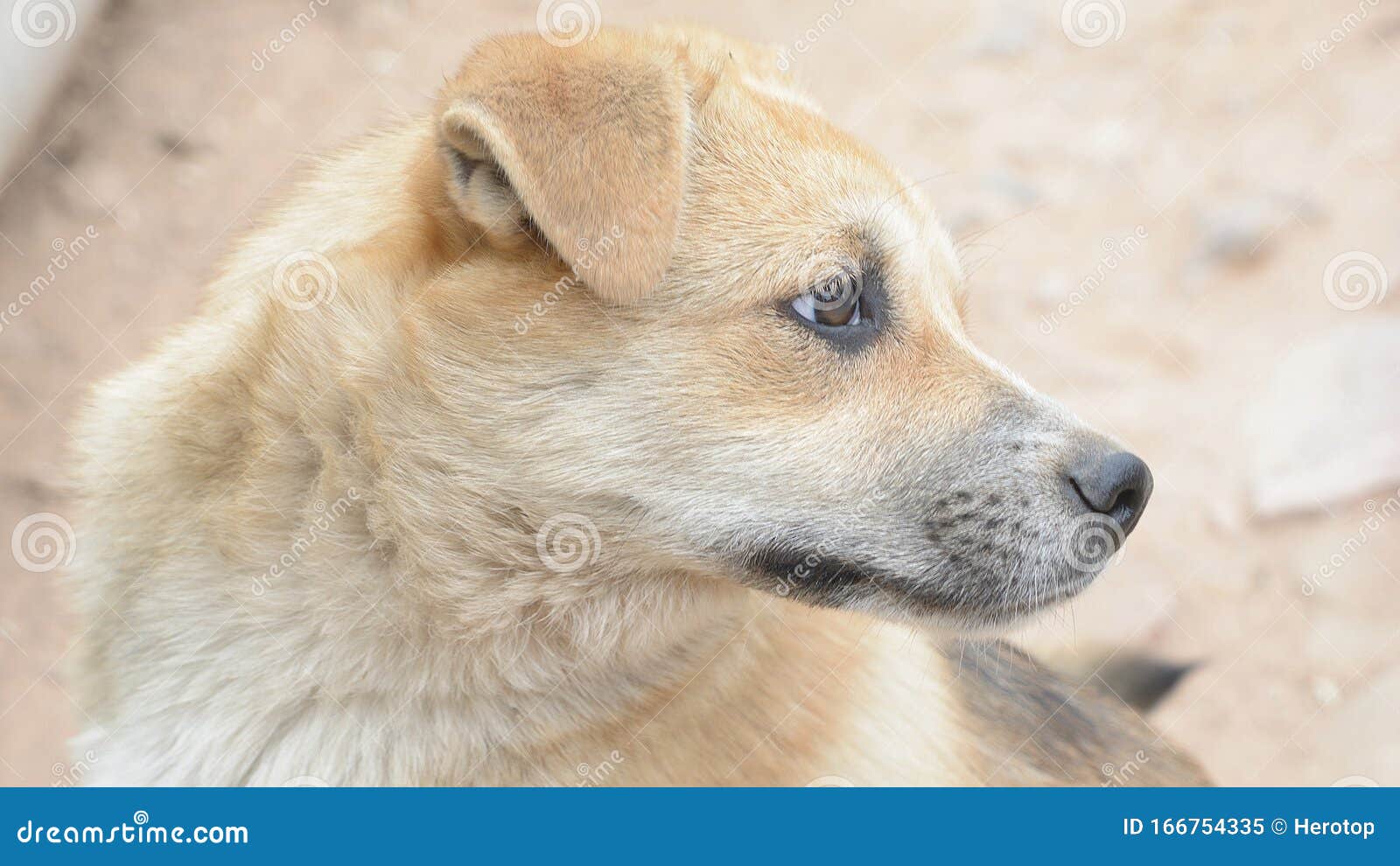 Puppy staring. stock image. Image of pays, faces, shooting - 166754335