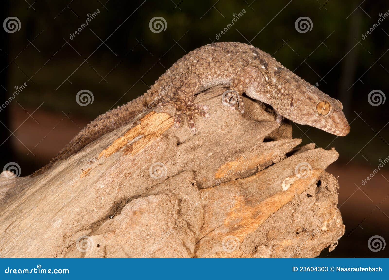 Turner s thick-toed gecko stock image. Image of thicked - 23604303