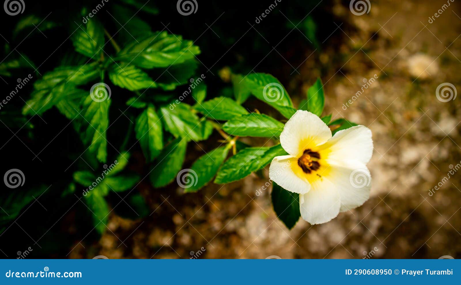 The Turnera Subulata Flower is so Beautiful Stock Photo - Image of ...
