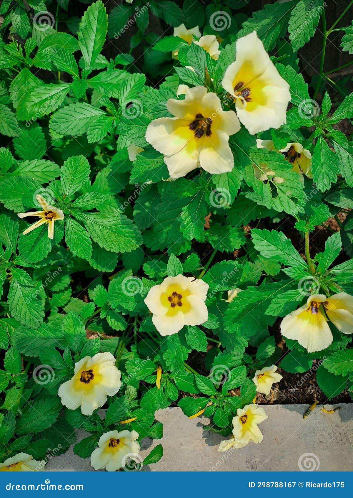 Turnera subulata Flower stock image. Image of blossom - 298788167