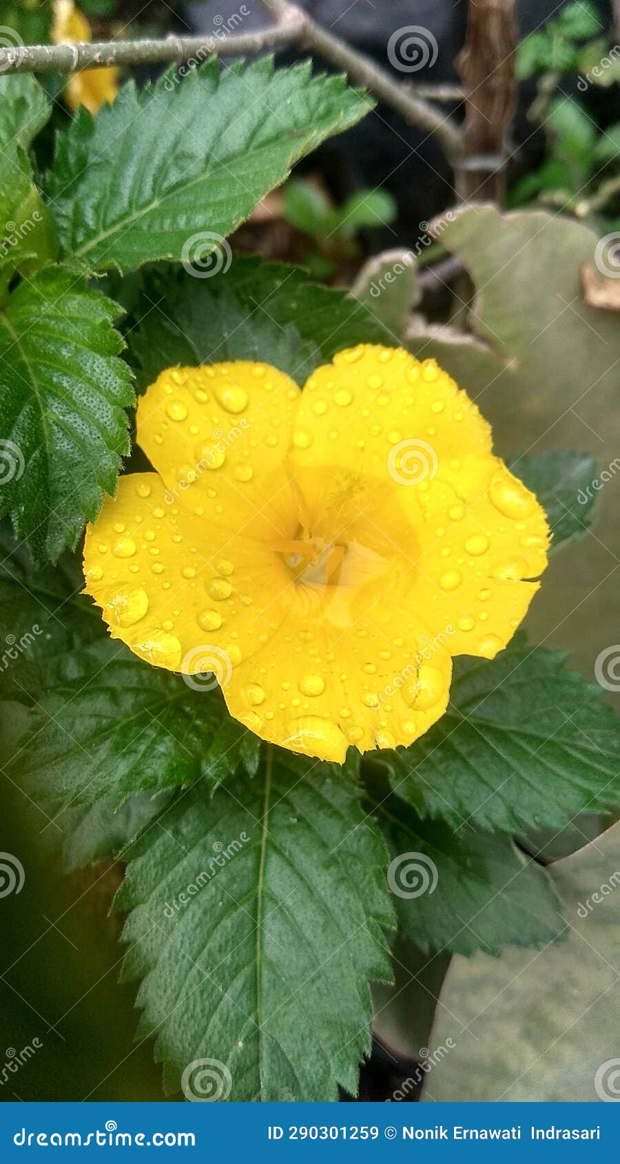 Turnera Ulmifolia, Blooming Stock Image - Image of yellow, herb: 290301259