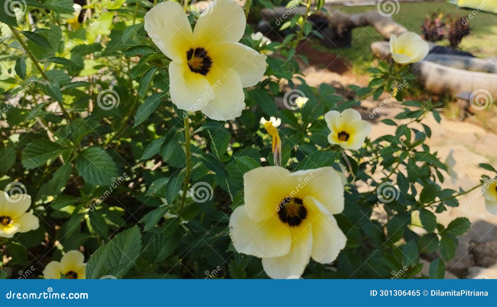 Turnera Ulmifolia Plant or Eight O Clock Plant Stock Image - Image of ...
