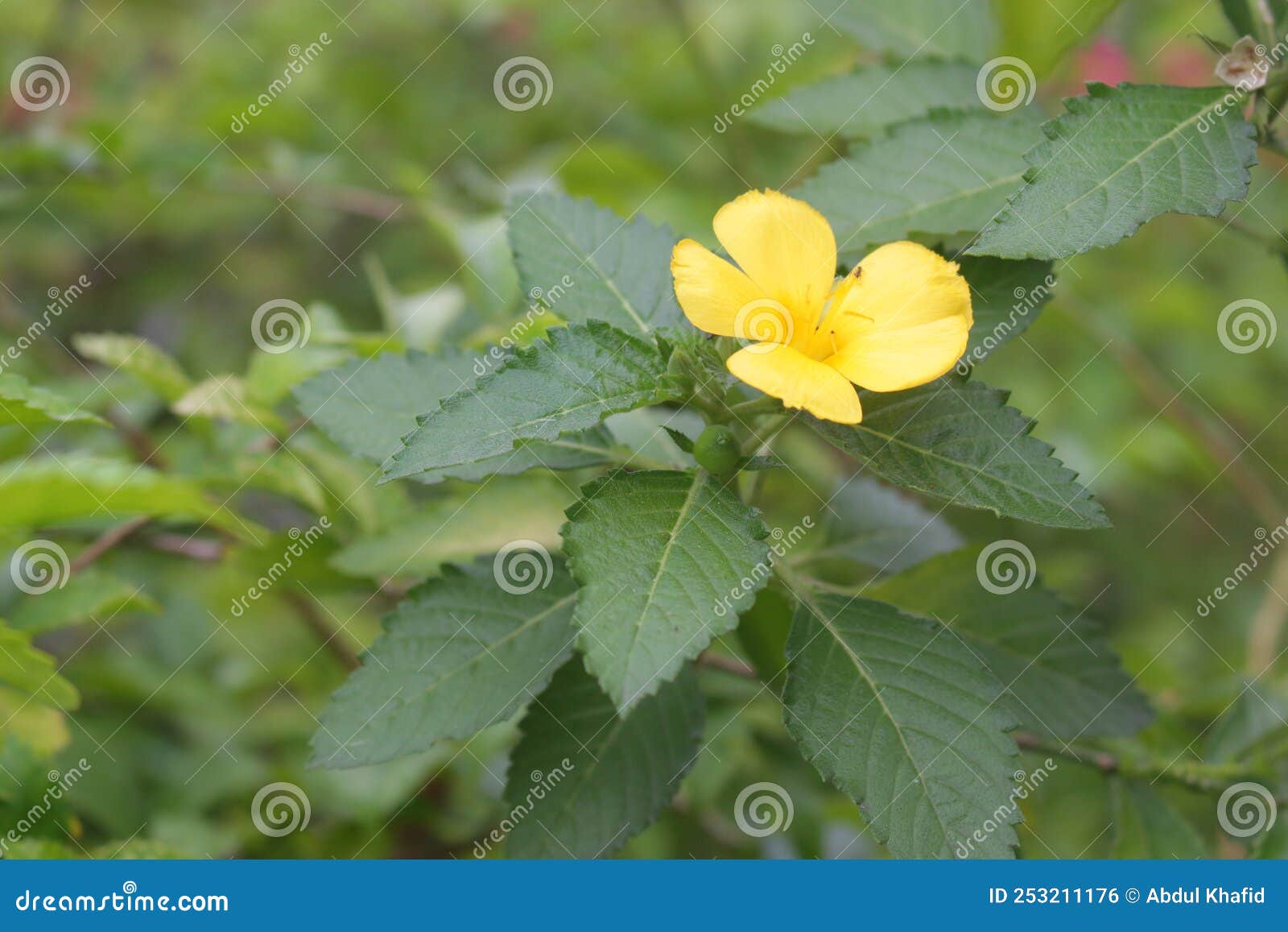 Turnera Ulmifolia stock photo. Image of plant, tree - 253211176