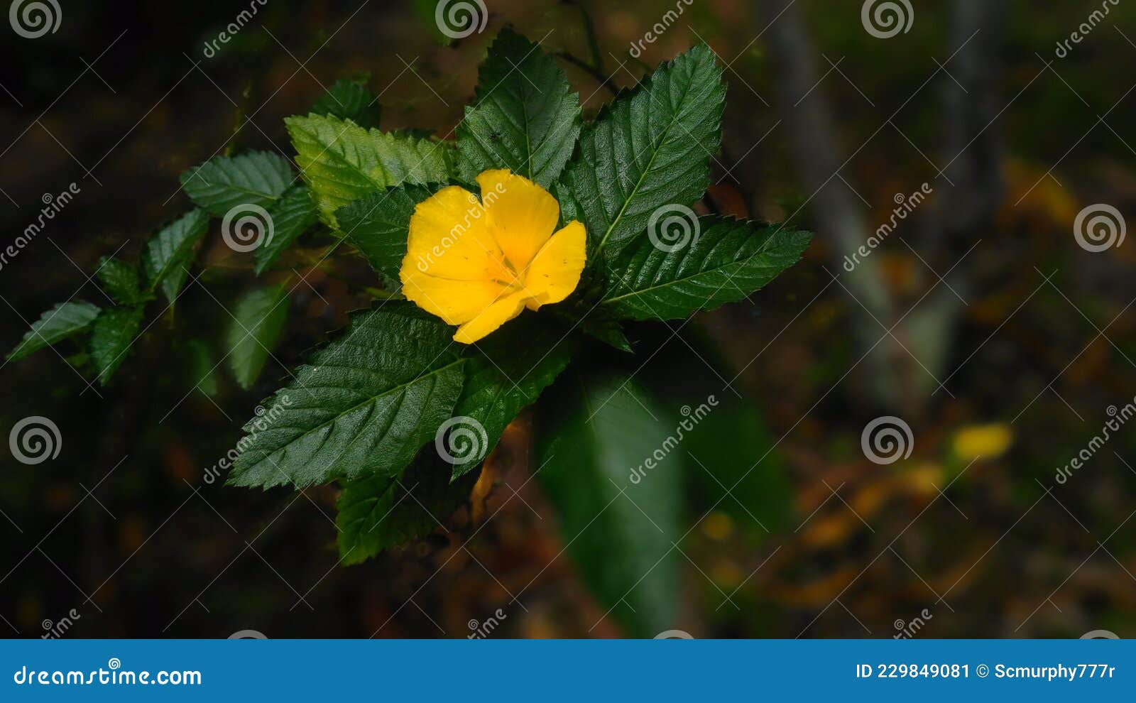 Turnera Ulmifolia, Yellow Alder Stock Image - Image of alder, plant ...