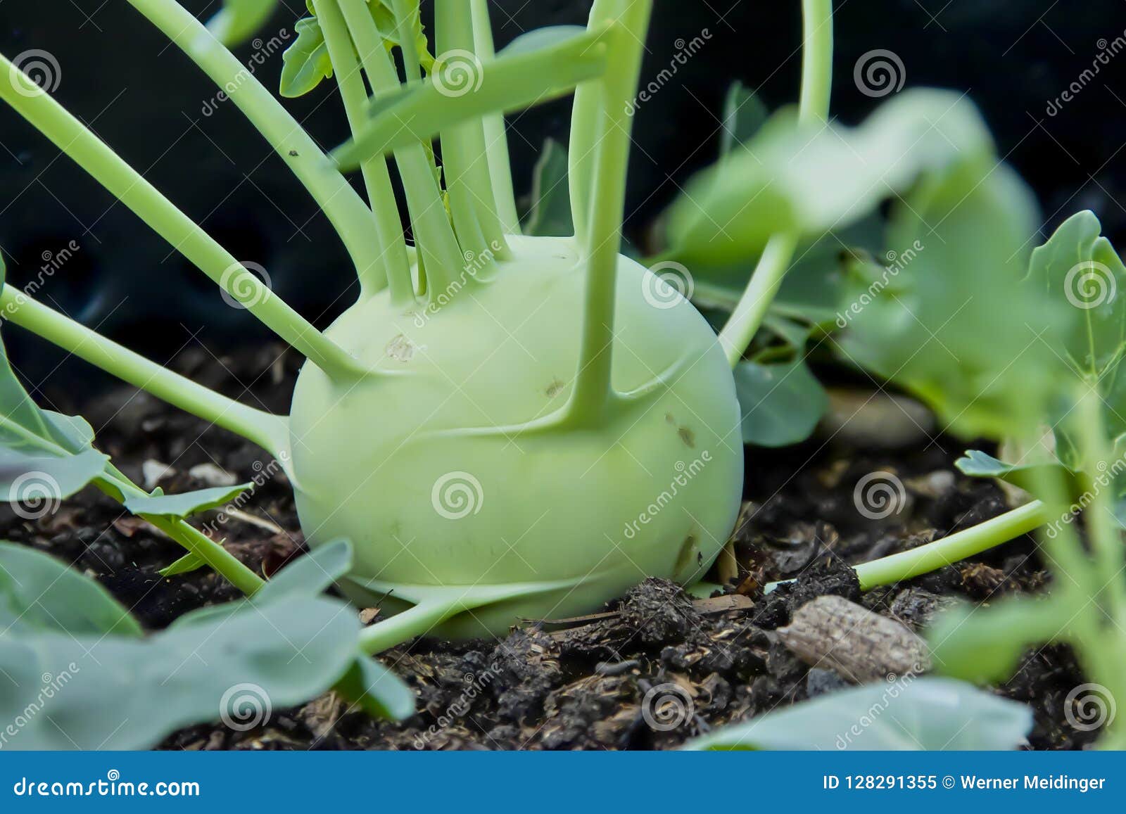 White Turnip Cabbage in the Vegetable Patch, Brassica Oleracea, Bavaria ...