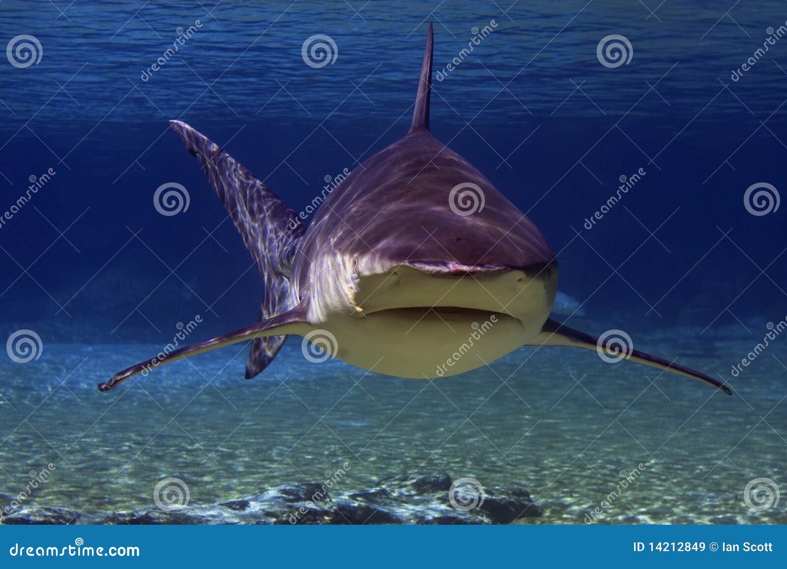 Turnin stock image. Image of snorkel, shark, sponge, queensland - 14212849