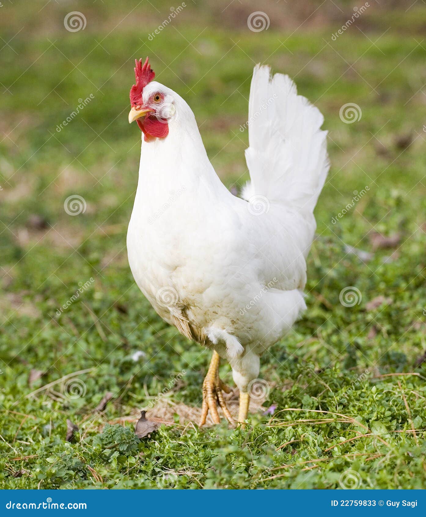 Turning hen stock image. Image of feet, chicken, female - 22759833