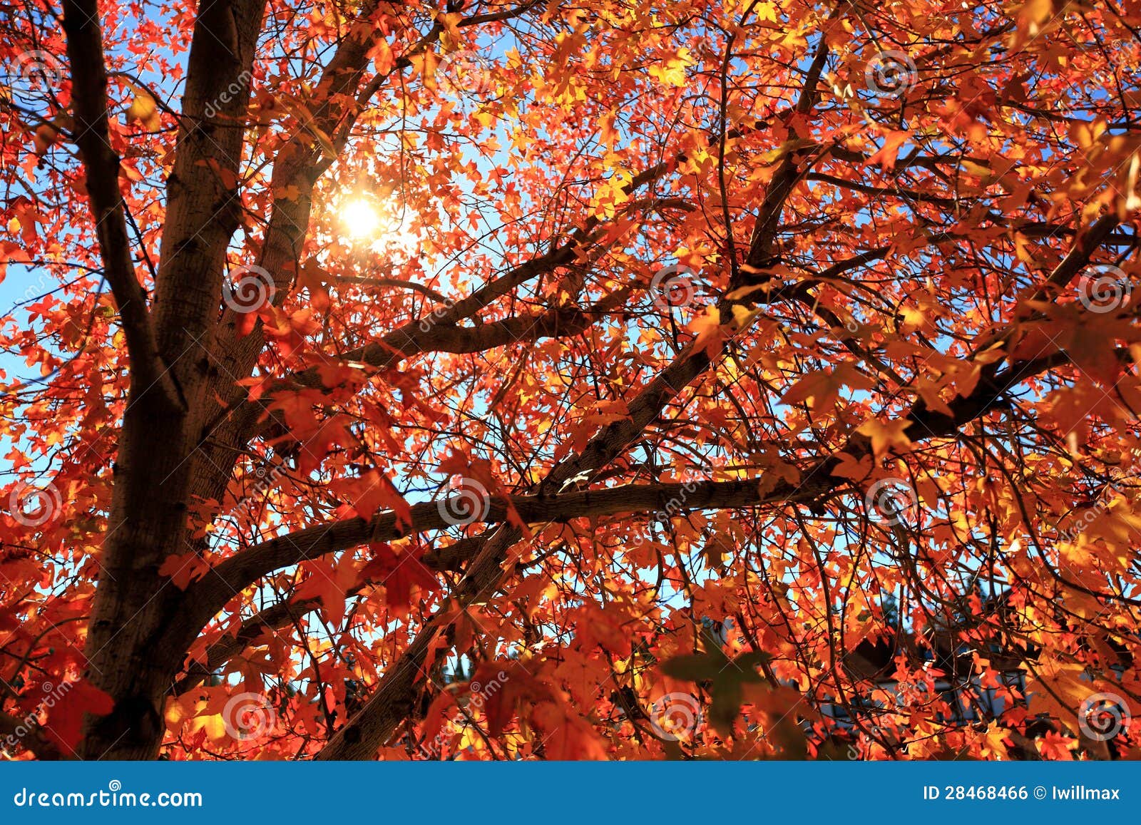 Turning Leaf stock photo. Image of peaceful, nature, maple - 28468466