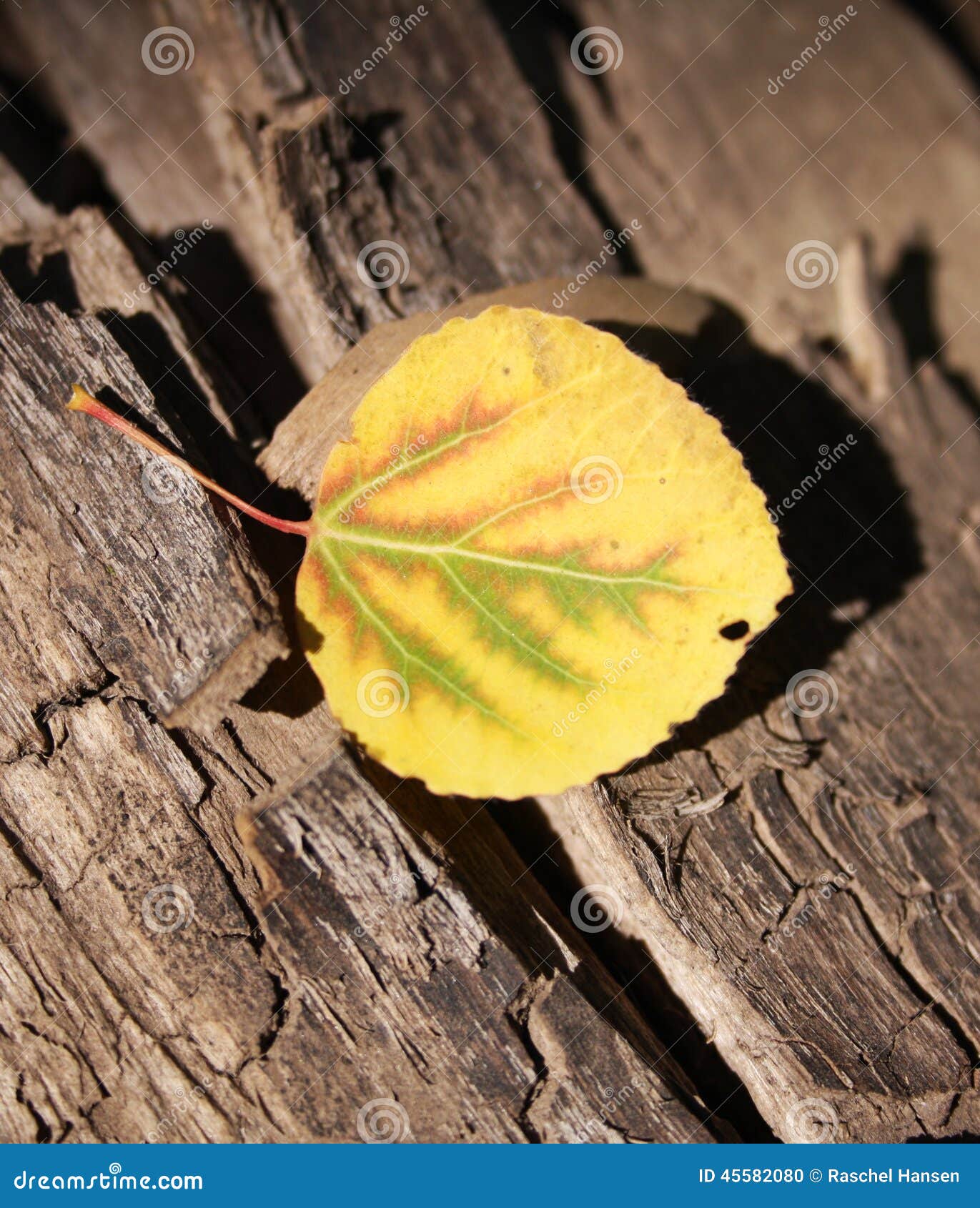 Turning Leaf stock photo. Image of green, autumn, summer - 45582080