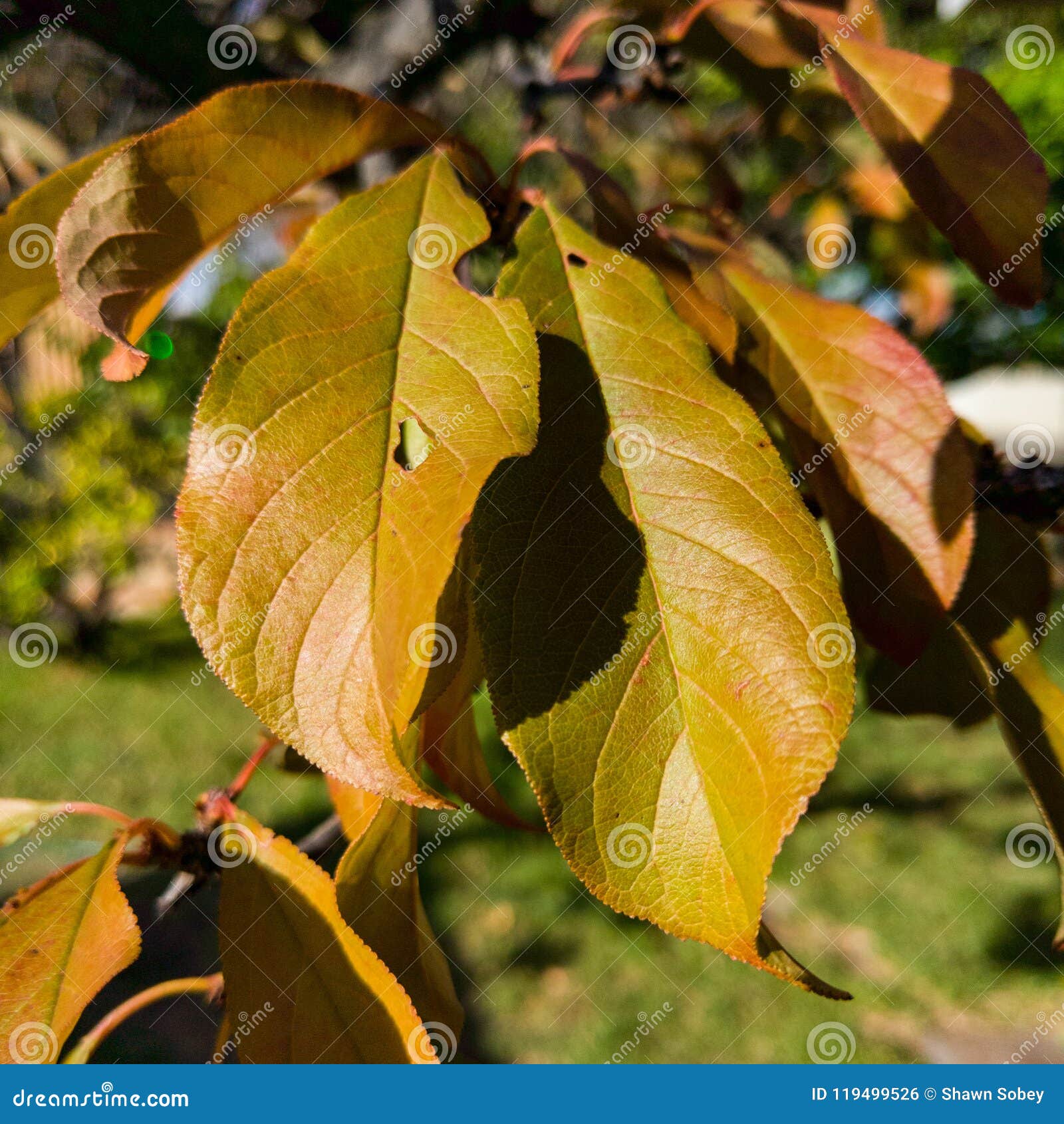 Turning leaves stock photo. Image of green, autumn, leaves - 119499526