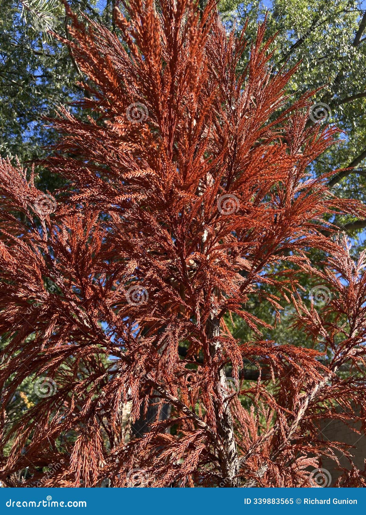 Turning Red Tree in October in Autumn Stock Image - Image of autumn ...