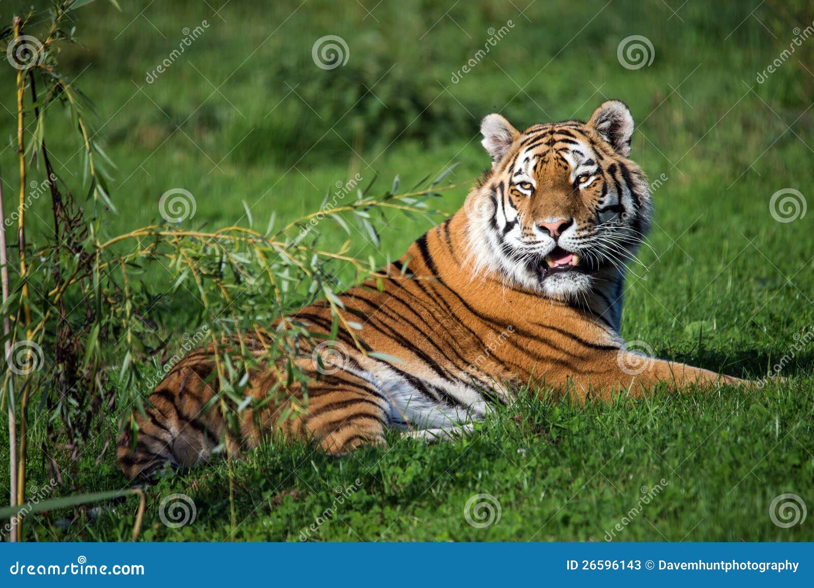Turning Tiger stock image. Image of wild, wildlife, tigris - 26596143