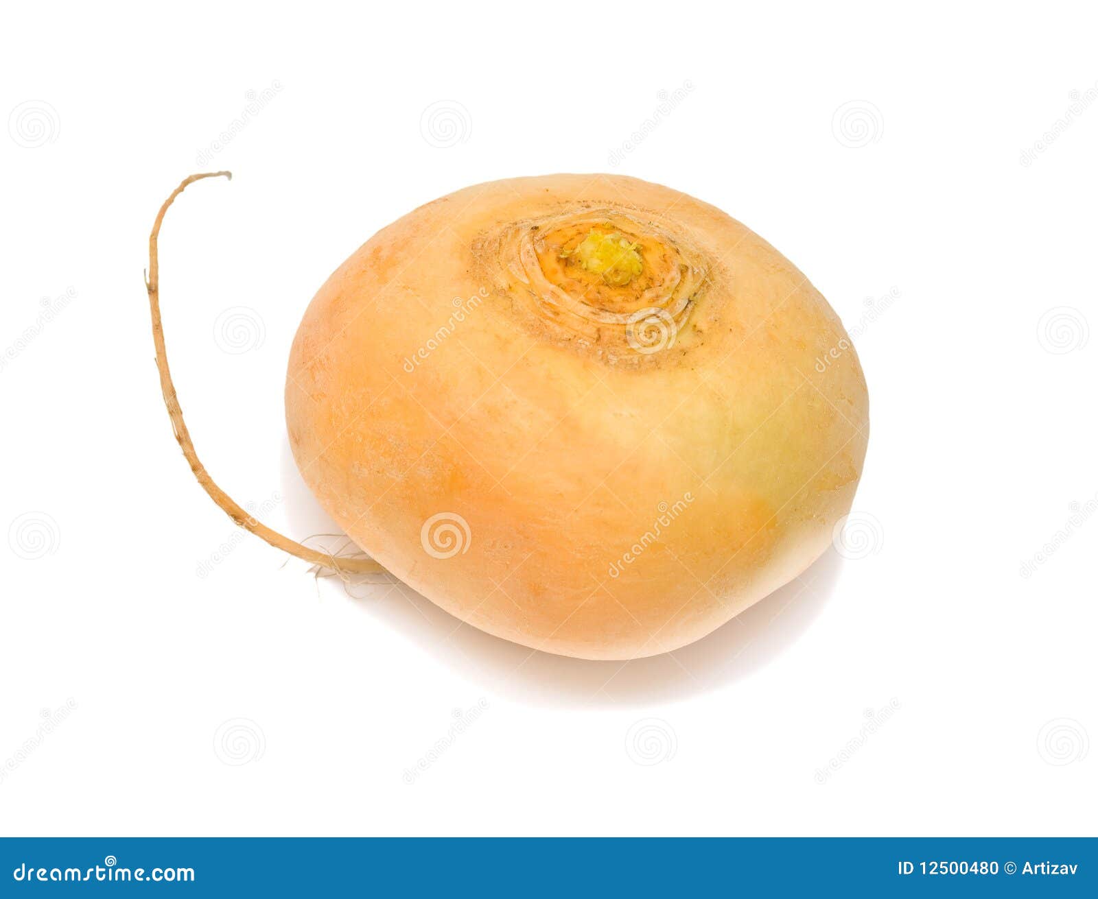 Turnip stock photo. Image of brown, turnip, background - 12500480