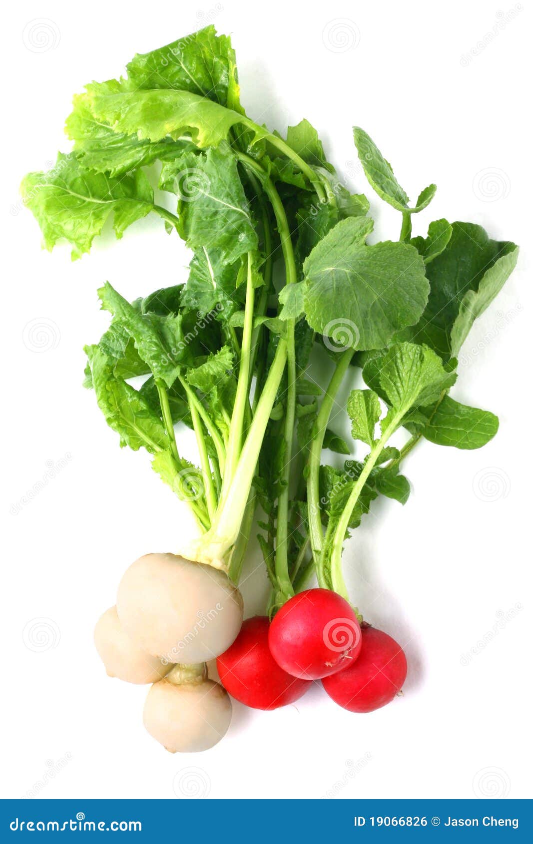 Turnip stock photo. Image of roots, leave, white, food - 19066826
