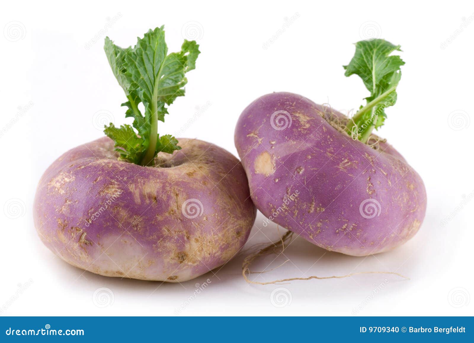 Turnip stock photo. Image of food, turnip, ingredient - 9709340
