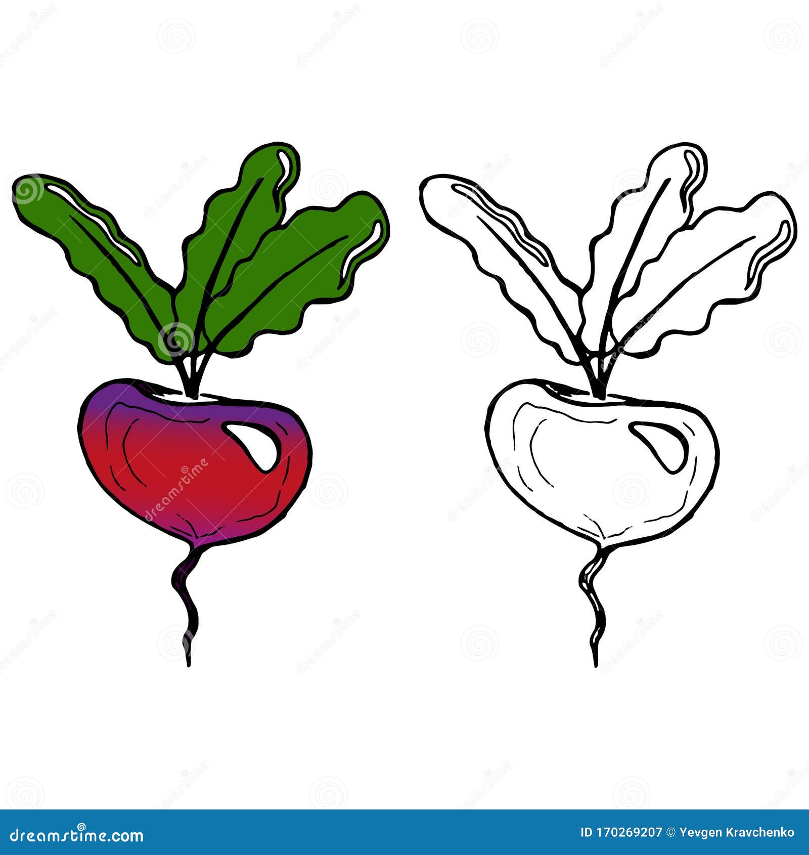 Turnip, Beets. Vector of a Beet, Turnip. Hand Drawn Beets with Tops ... Turnip, Beets. Vector of a Beet, Turnip. Hand Drawn Beets with Tops ...