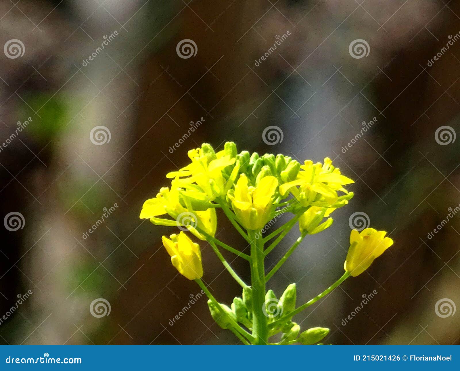 Flowering turnip stock photo. Image of herb, petal, plant - 215021426