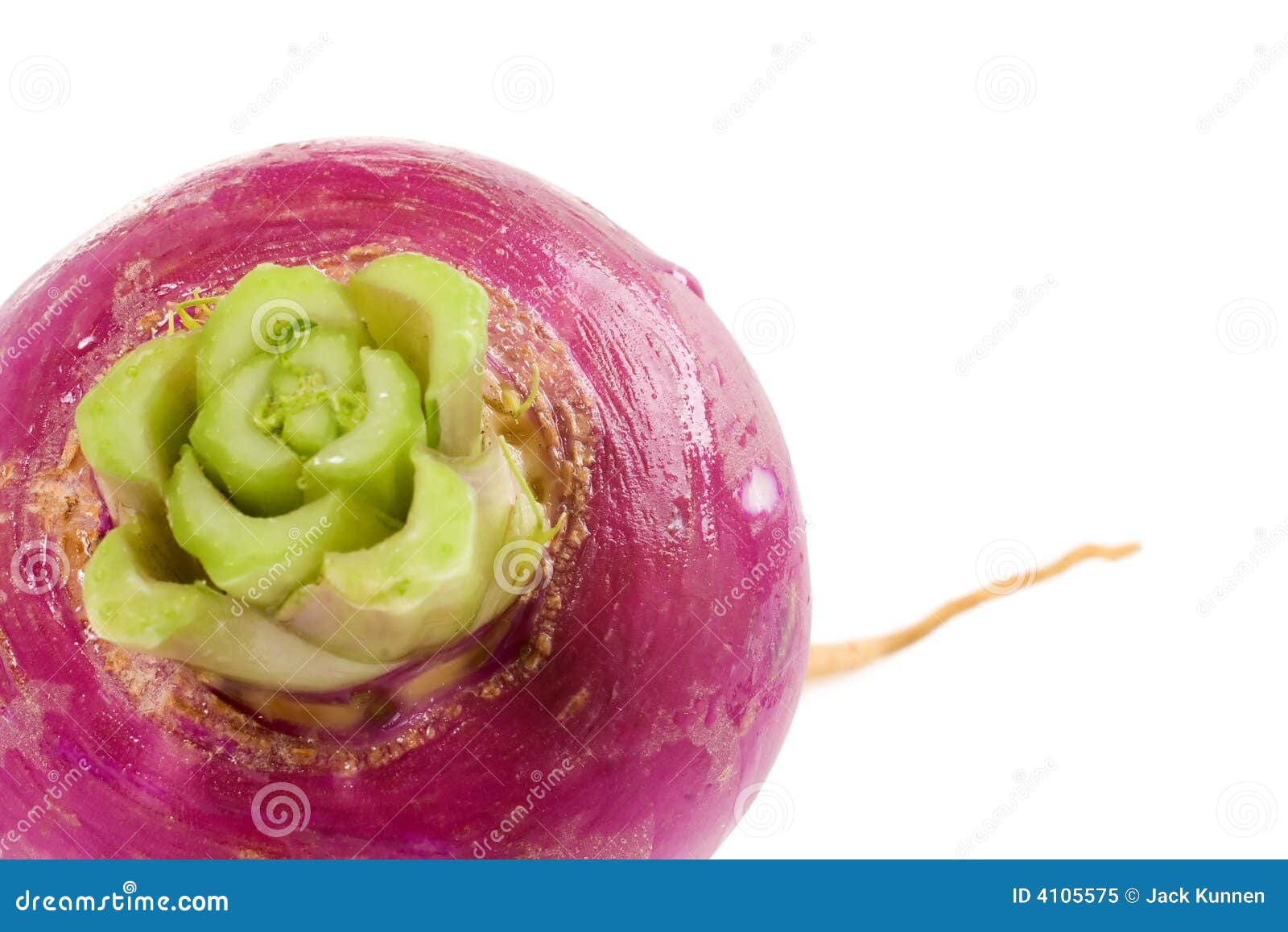 Turnip Bulb Picture. Image: 4105575