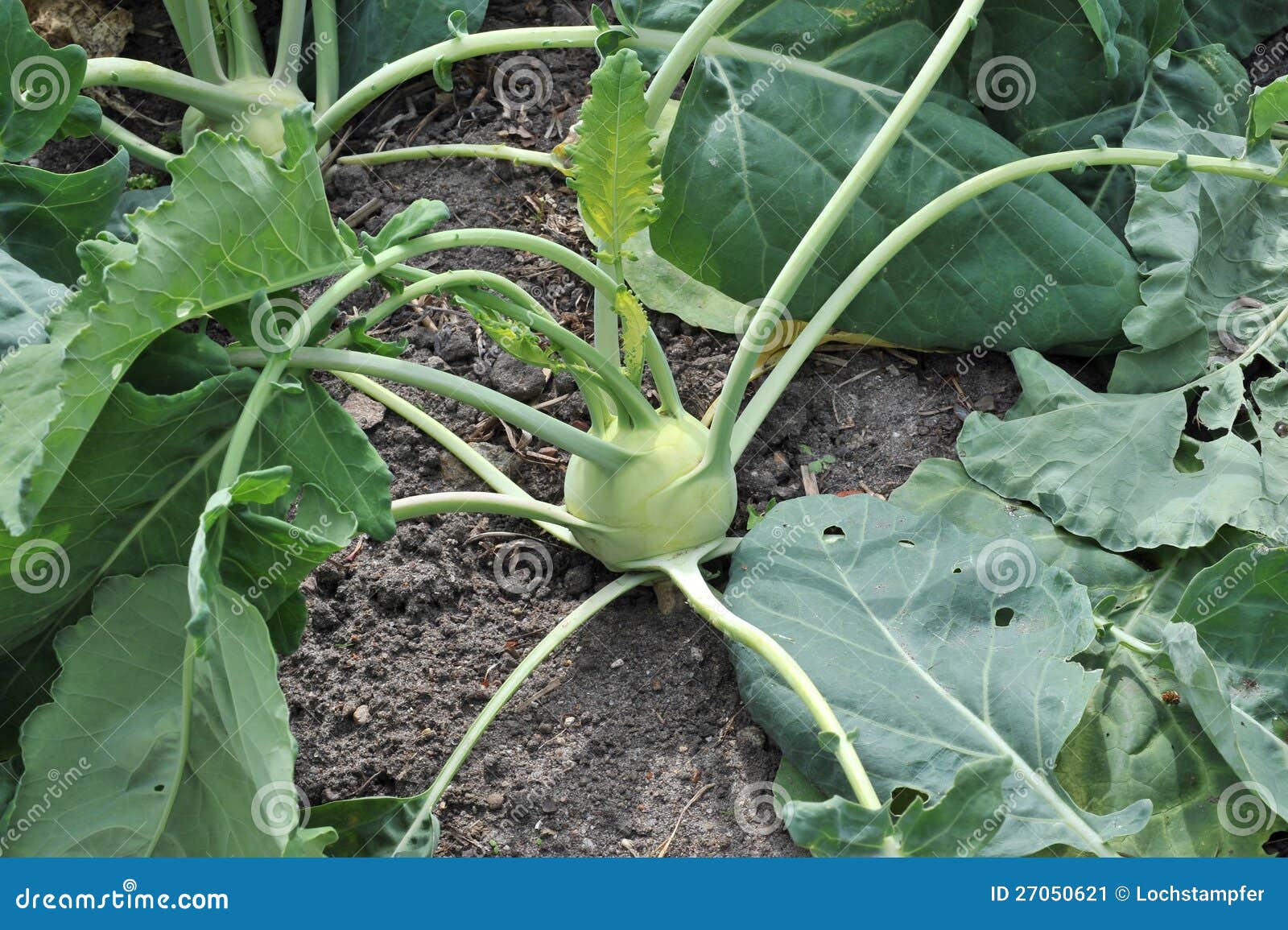 Turnip cabbage stock image. Image of chard, kohlrabi - 27050621