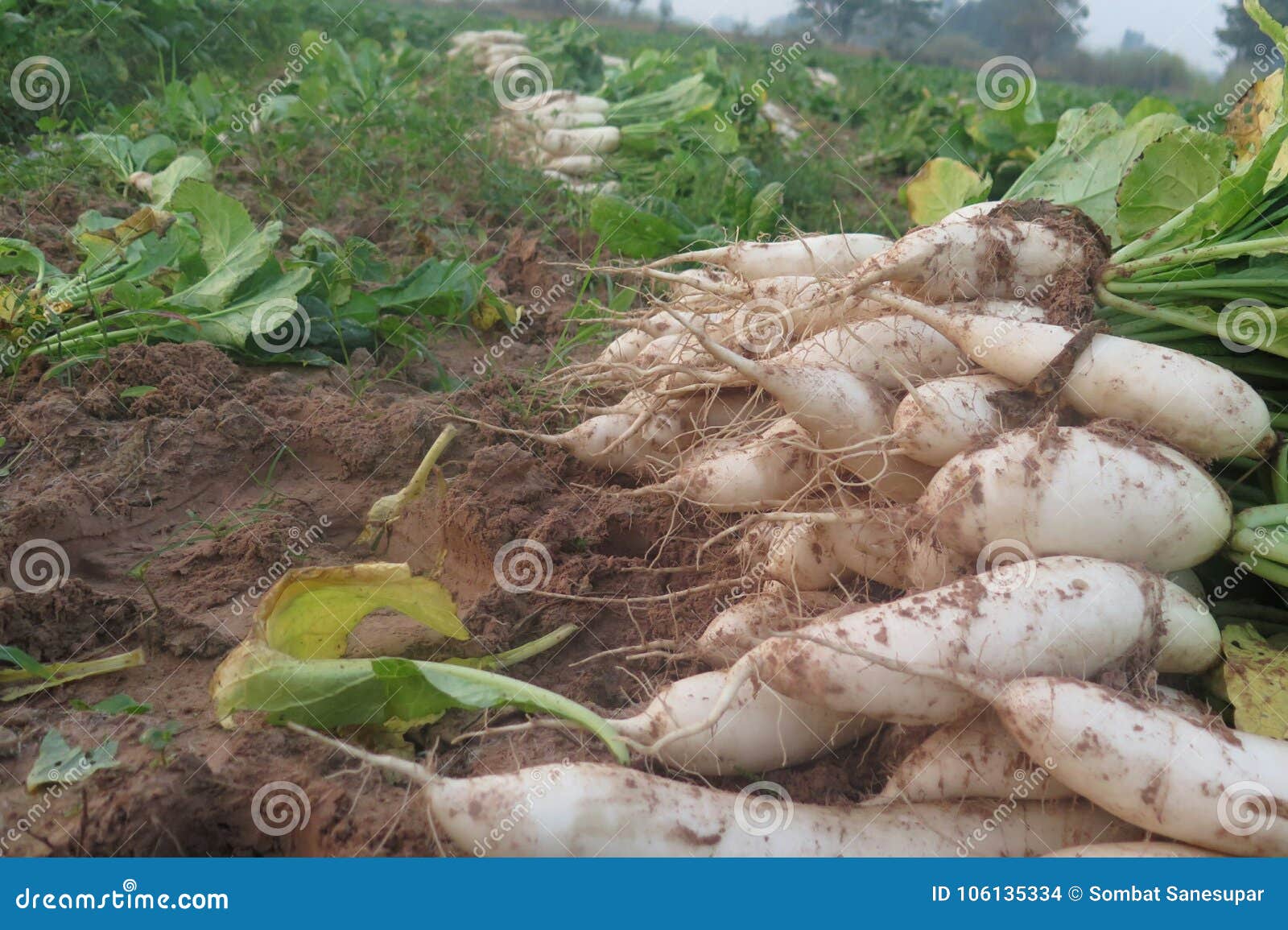 Chinese radish stock photo. Image of rice, fresh, nature - 106135334