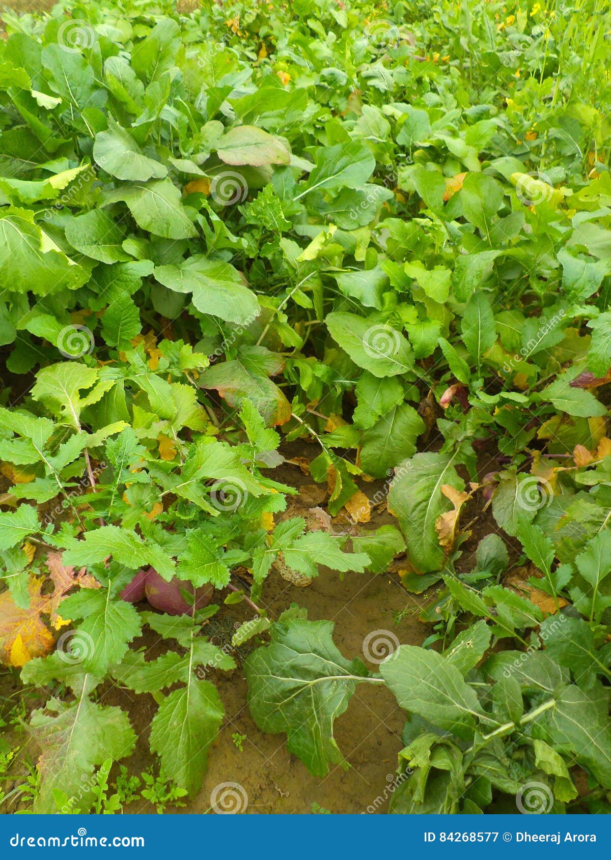 Turnip cultivation stock image. Image of crop, shaljam - 84268577