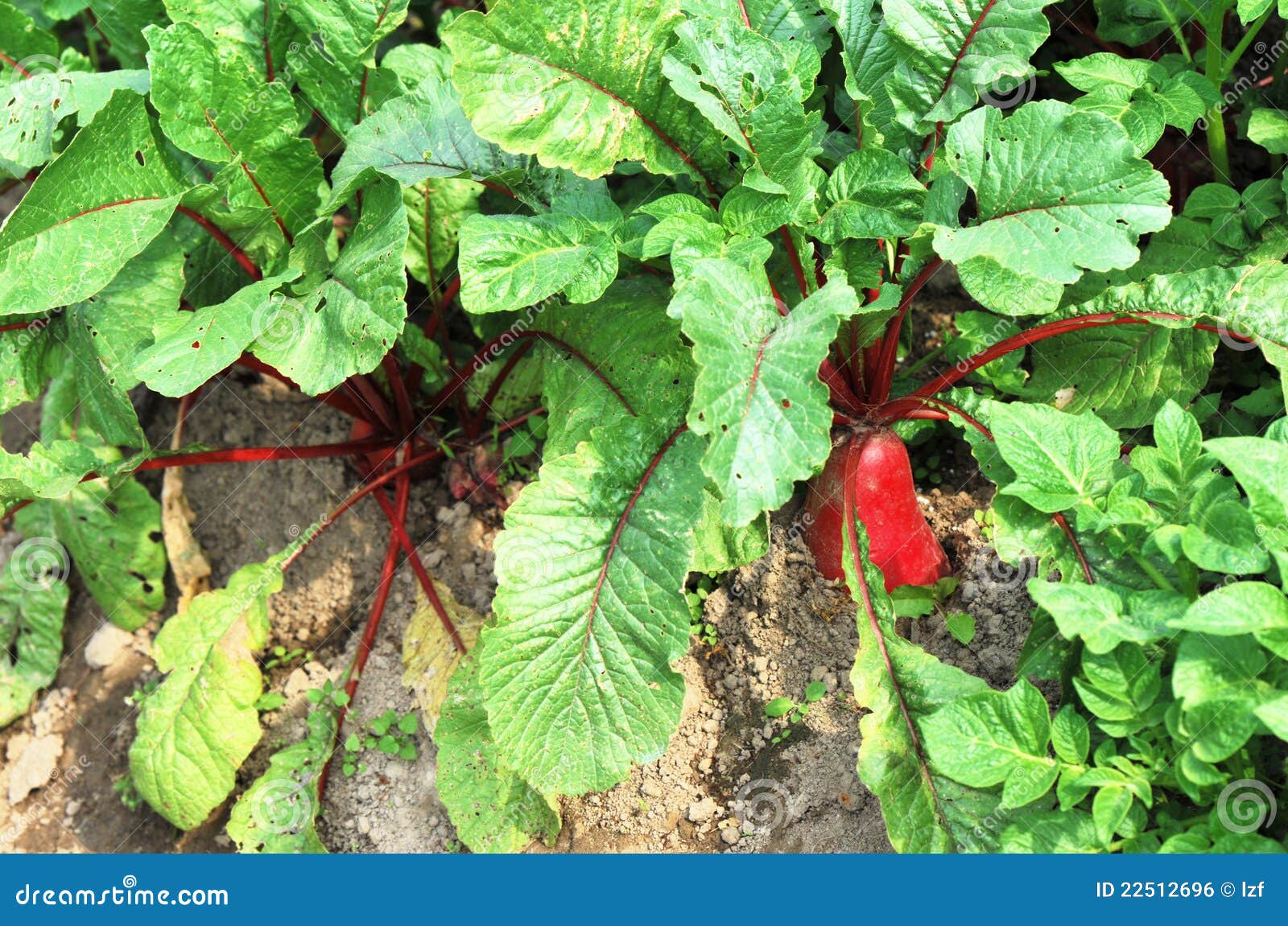 Turnip field stock photo. Image of plants, famland, asia - 22512696
