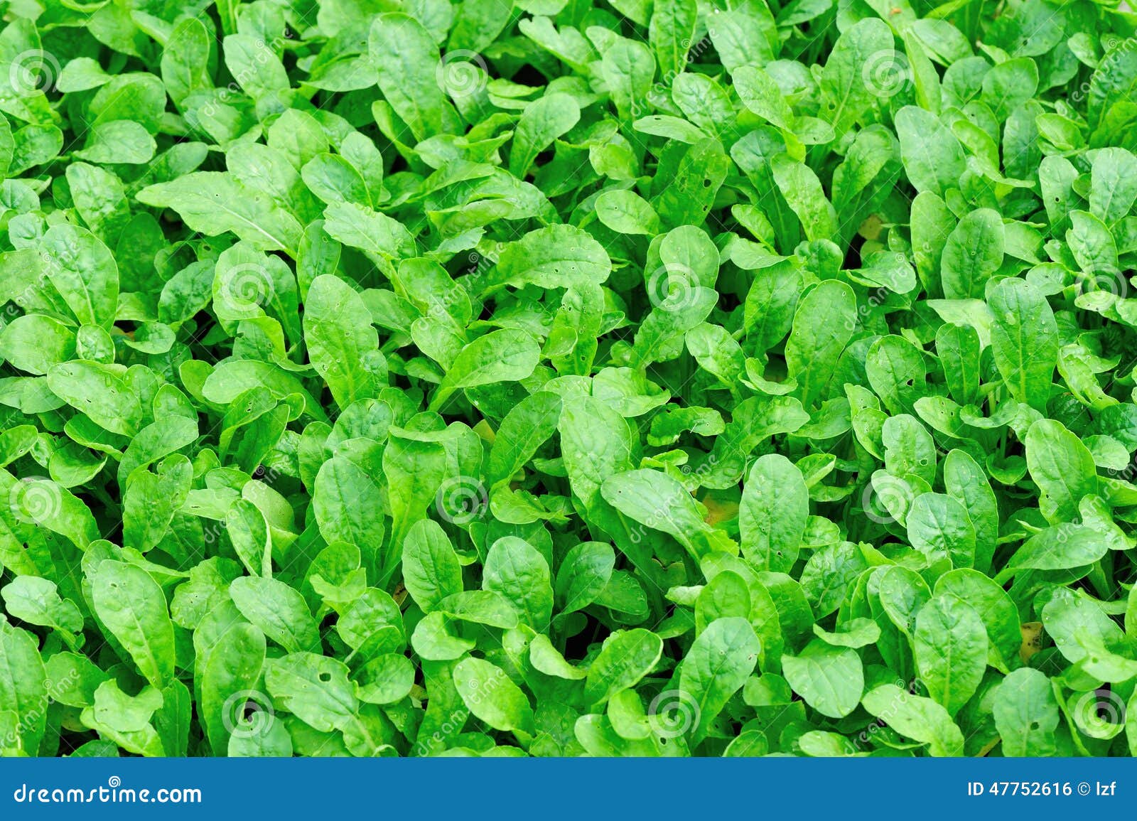 Turnip field stock photo. Image of leaves, farmer, nutrition - 47752616