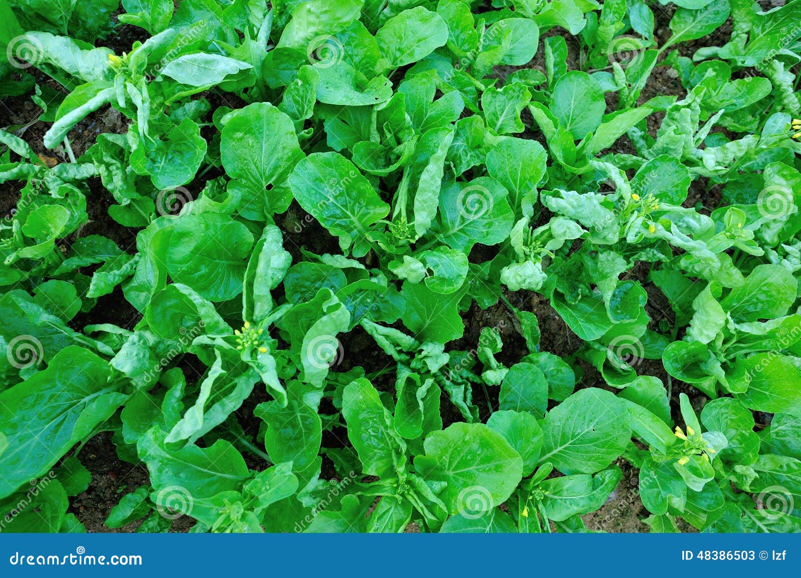 Turnip field stock image. Image of plant, raddish, field - 48386503